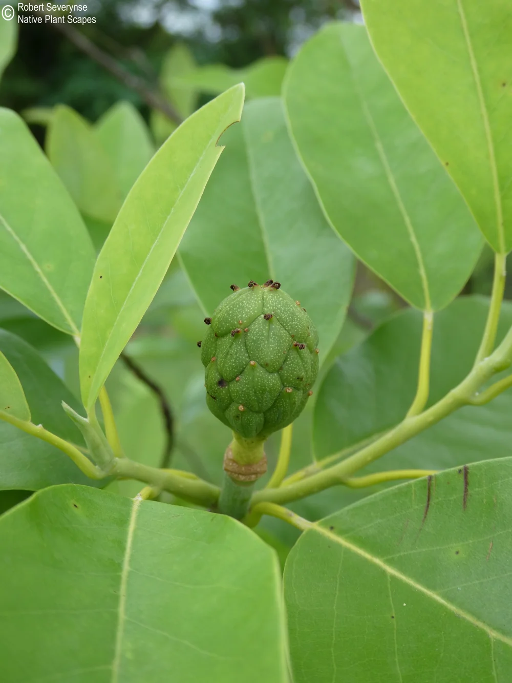 Sweetbay Magnolia — Native Plant Scapes