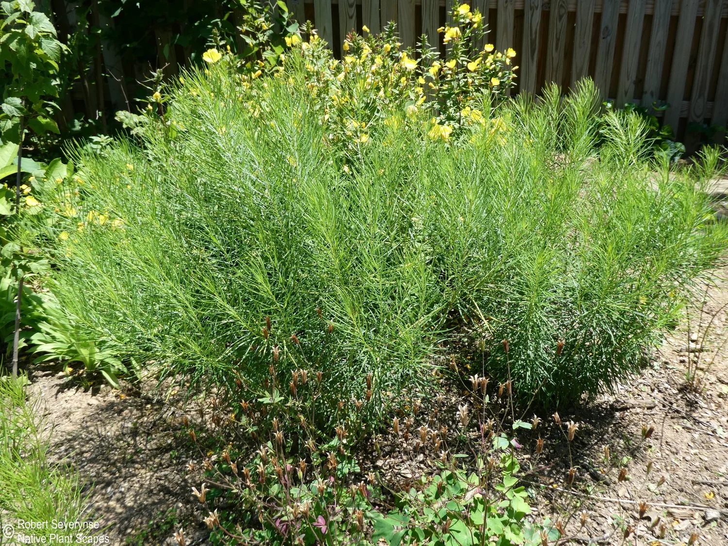 Threadleaf Bluestar — Native Plant Scapes