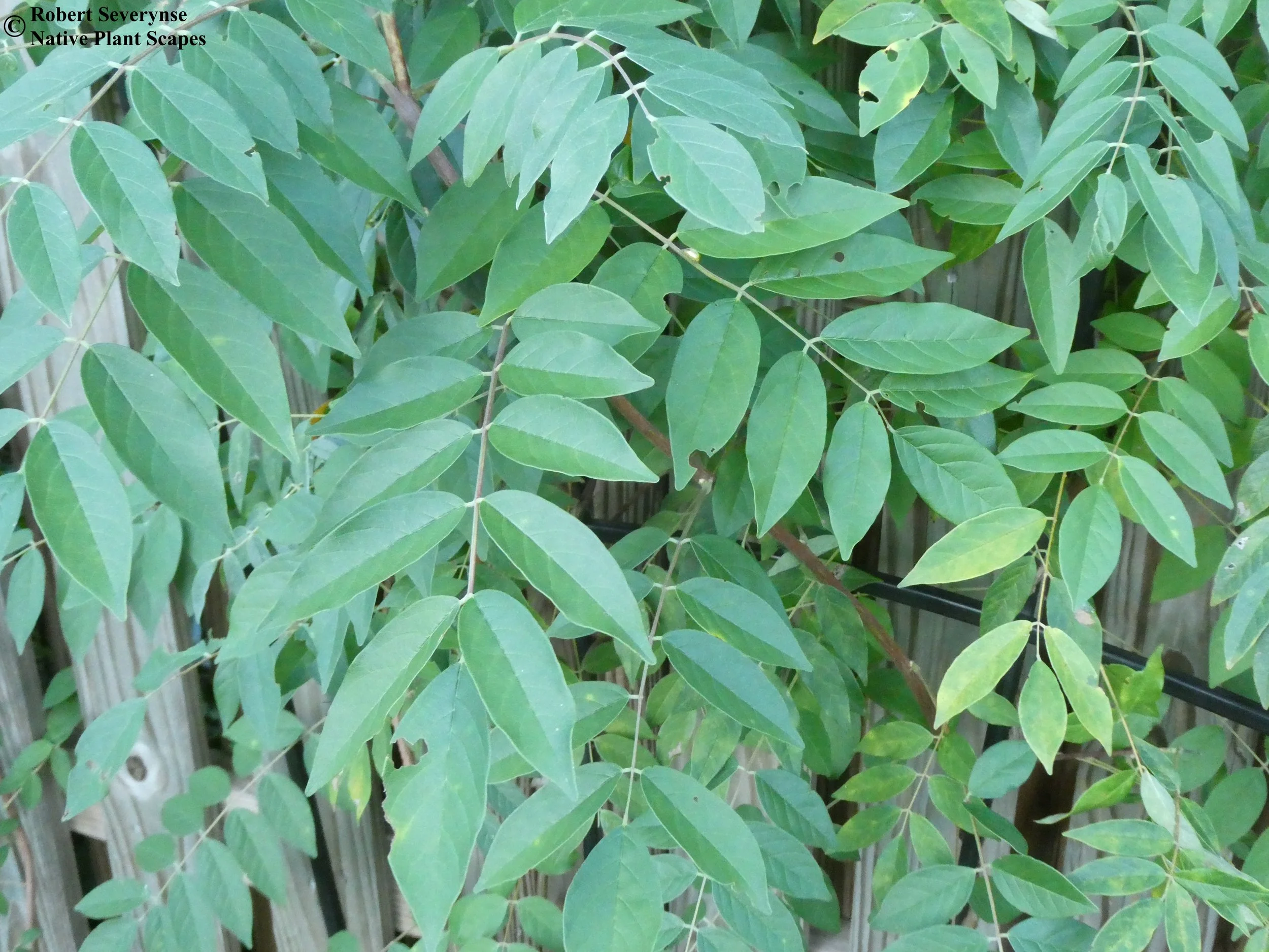 American Wisteria - Wisteria frutescens — Native Plant Scapes