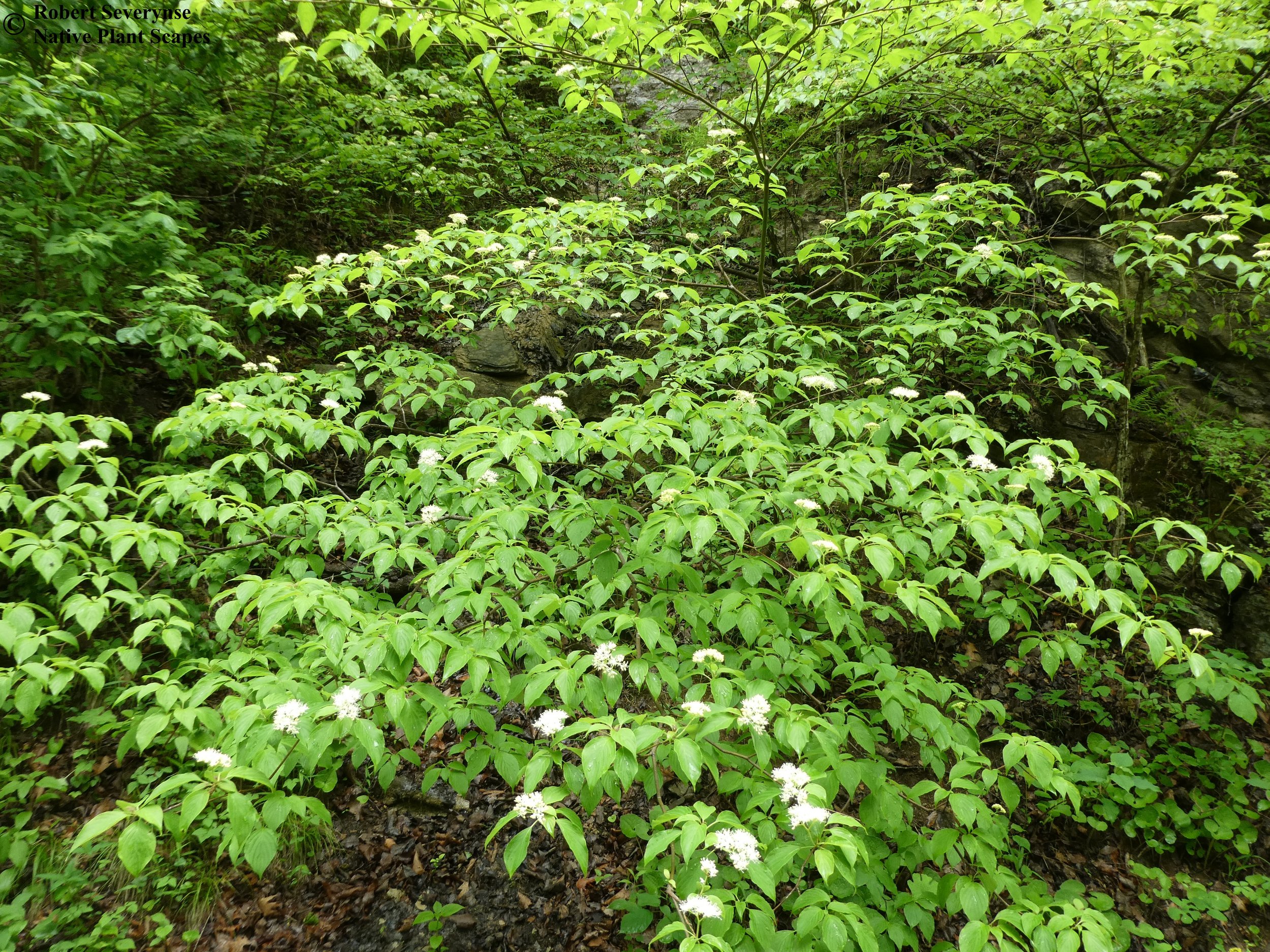 Alternate-Leaf Dogwood - Cornus alternifolia — Native Plant Scapes