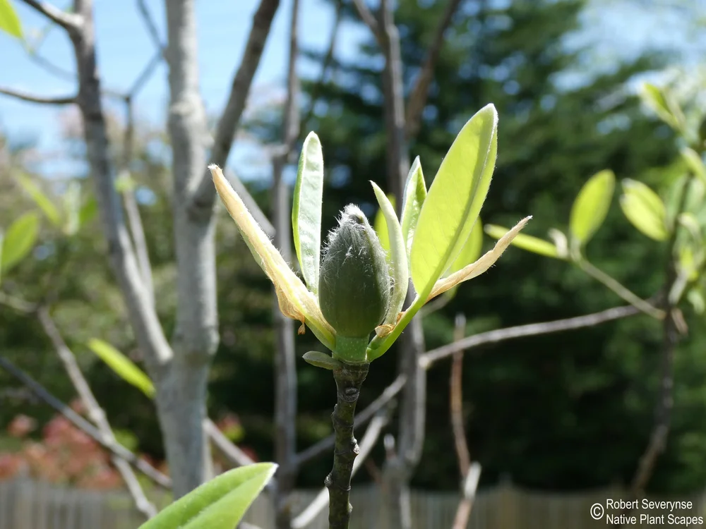 Sweetbay Magnolia — Native Plant Scapes