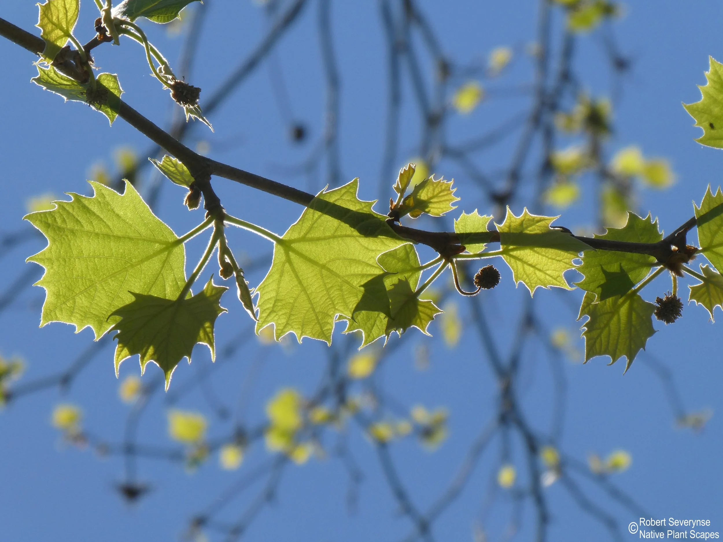 American Sycamore - Platanus occidentalis — Native Plant Scapes