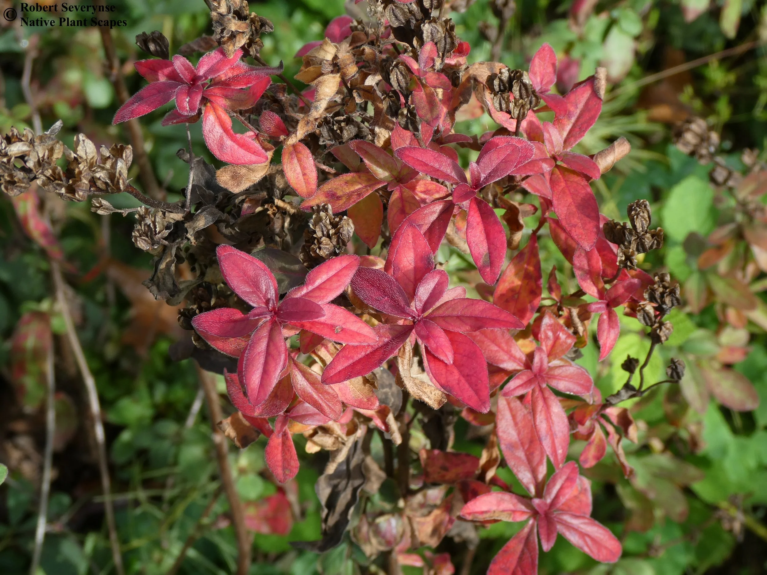 Narrow Leaved Sundrops — Native Plant Scapes