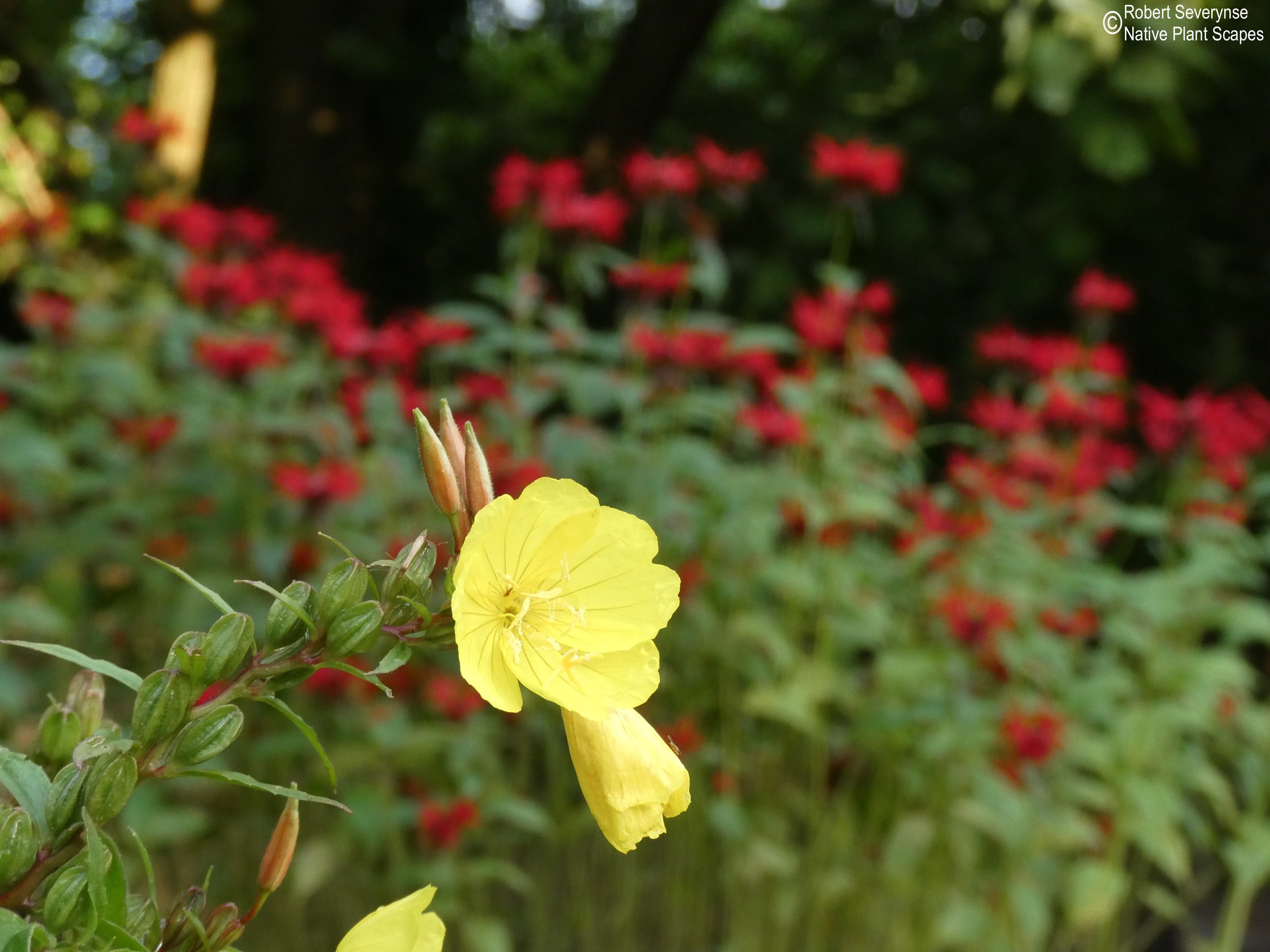 Narrow Leaved Sundrops — Native Plant Scapes
