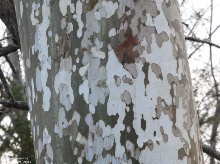 American Sycamore - Platanus occidentalis — Native Plant Scapes
