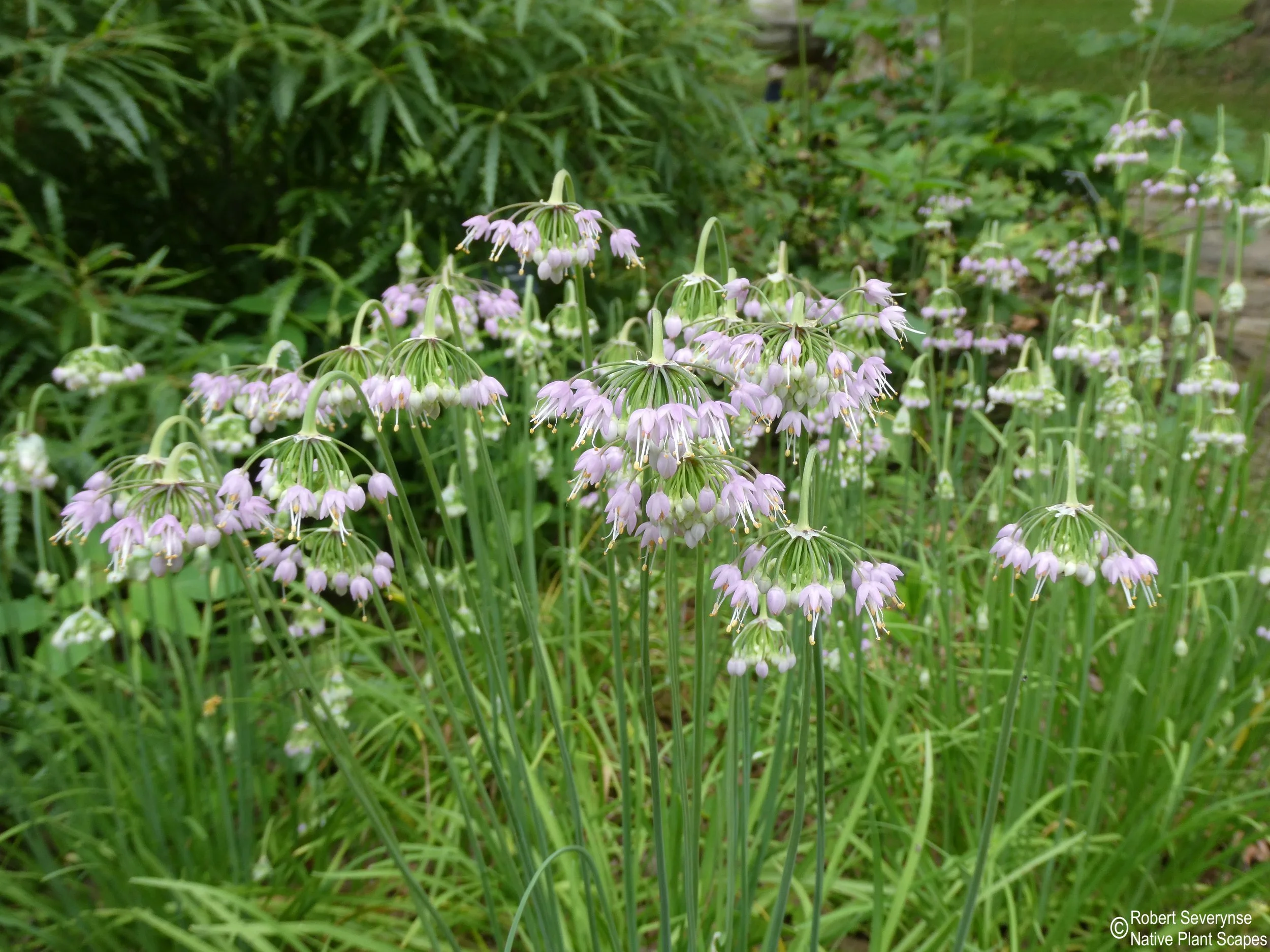 Nodding Onion - Allium cernuum — Native Plant Scapes