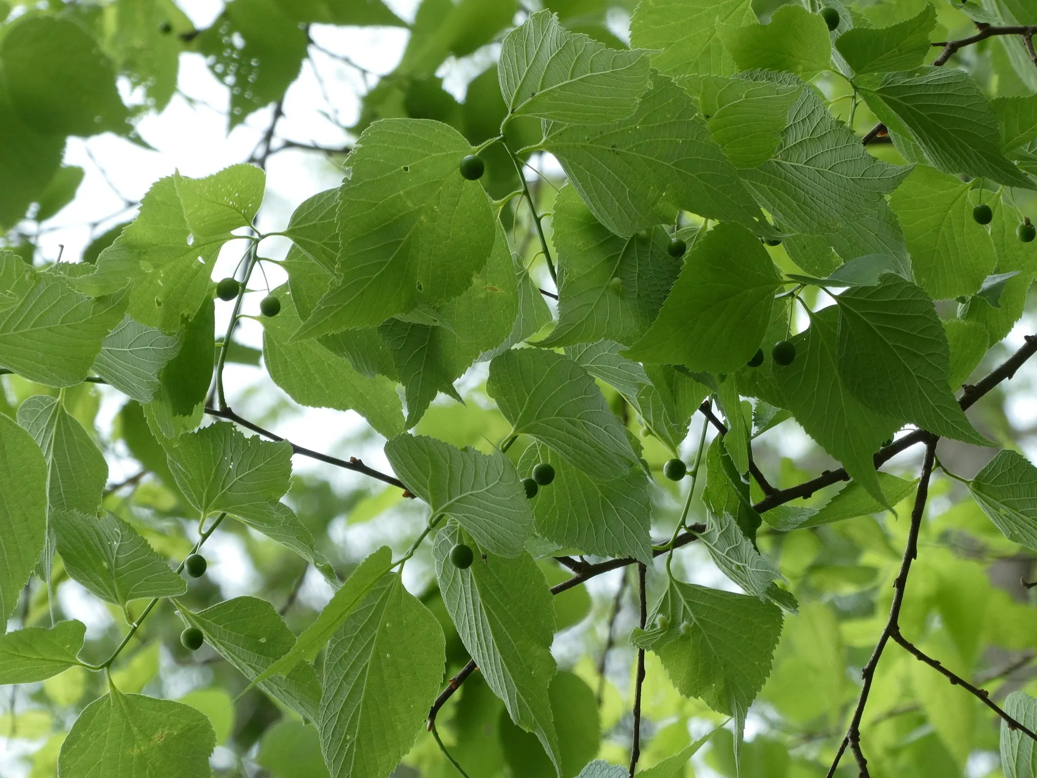American Sycamore - Platanus occidentalis — Native Plant Scapes