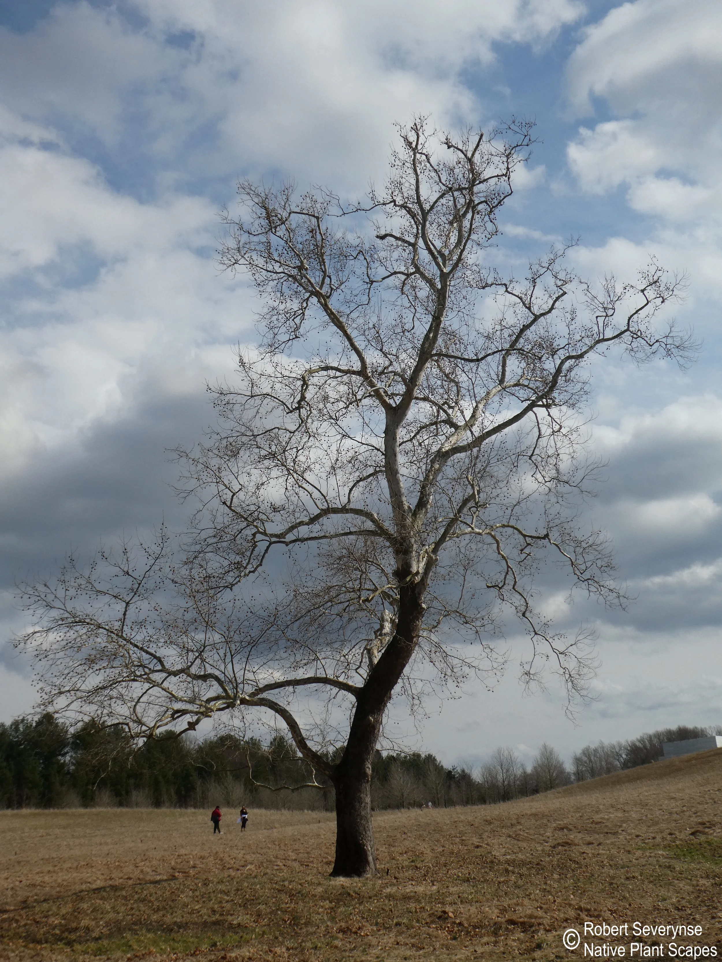 American Sycamore - Platanus occidentalis — Native Plant Scapes