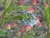 Threadleaf Bluestar — Native Plant Scapes