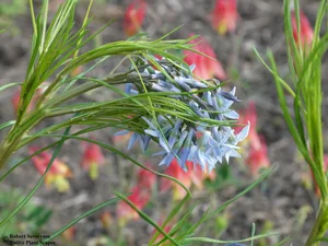 Threadleaf Bluestar — Native Plant Scapes