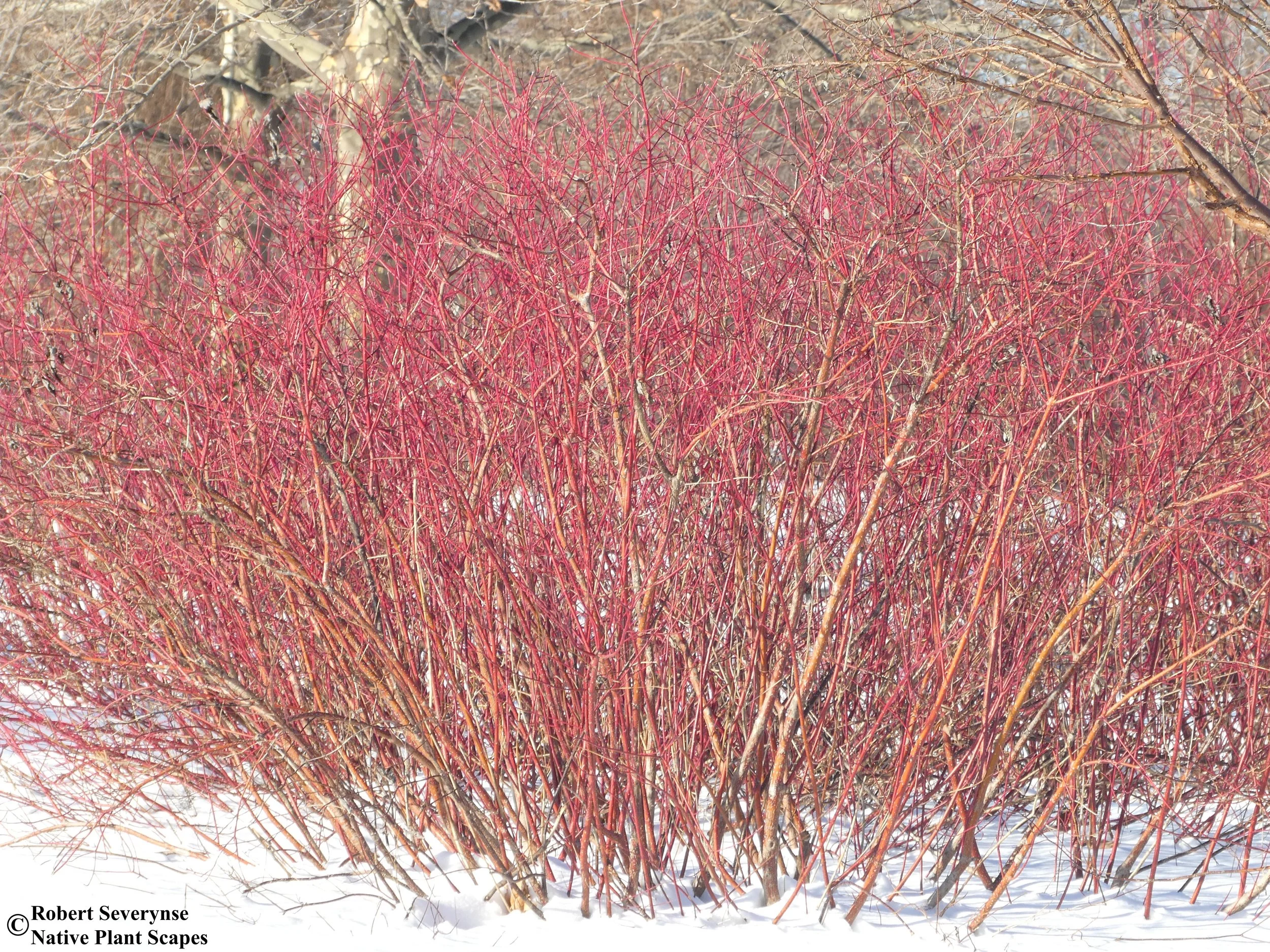 Red Osier Dogwood - Cornus sericea — Native Plant Scapes