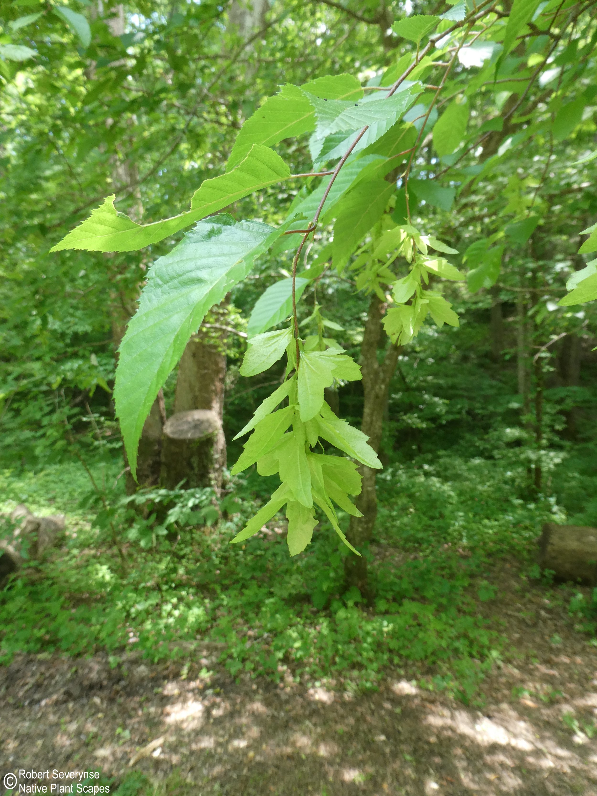 American Hornbeam - Carpinus caroliniana — Native Plant Scapes