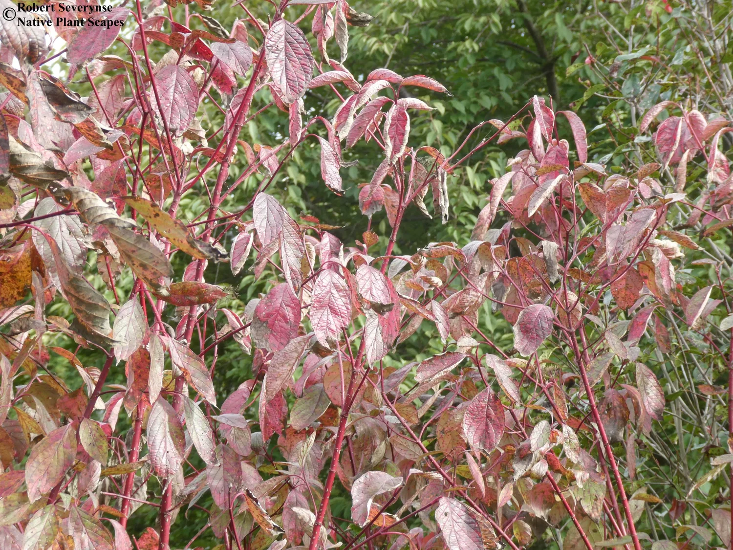 Red Osier Dogwood - Cornus sericea — Native Plant Scapes