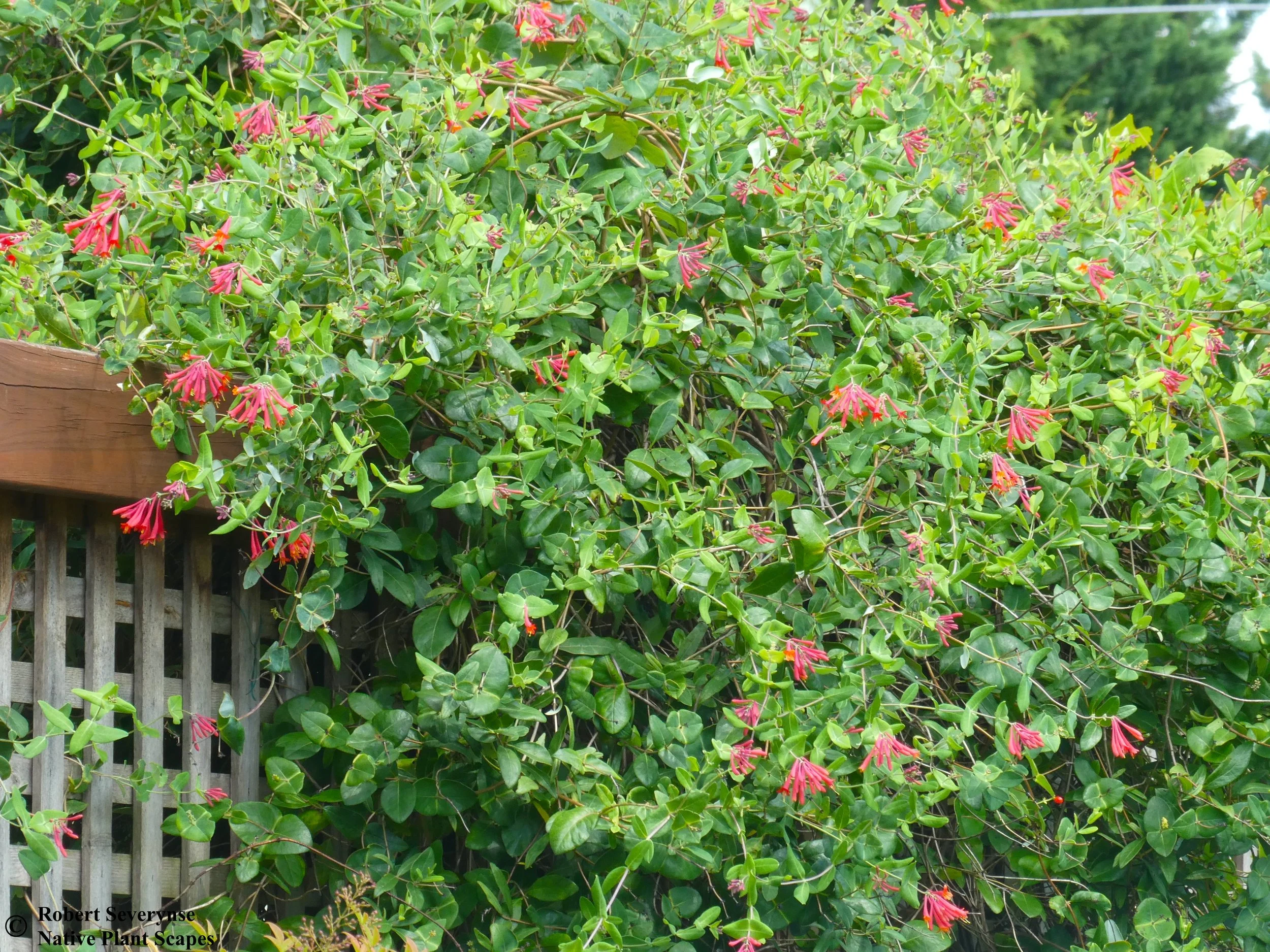 Coral Honeysuckle — Native Plant Scapes