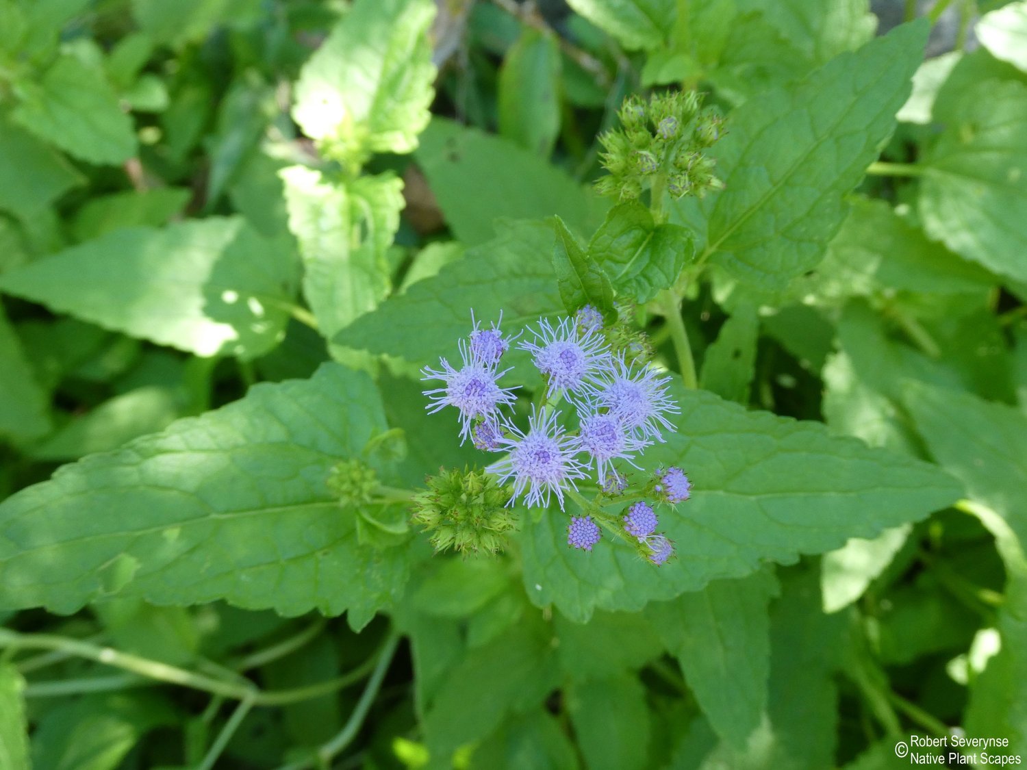 Blue Mistflower - Conoclinium coelestinum — Native Plant Scapes