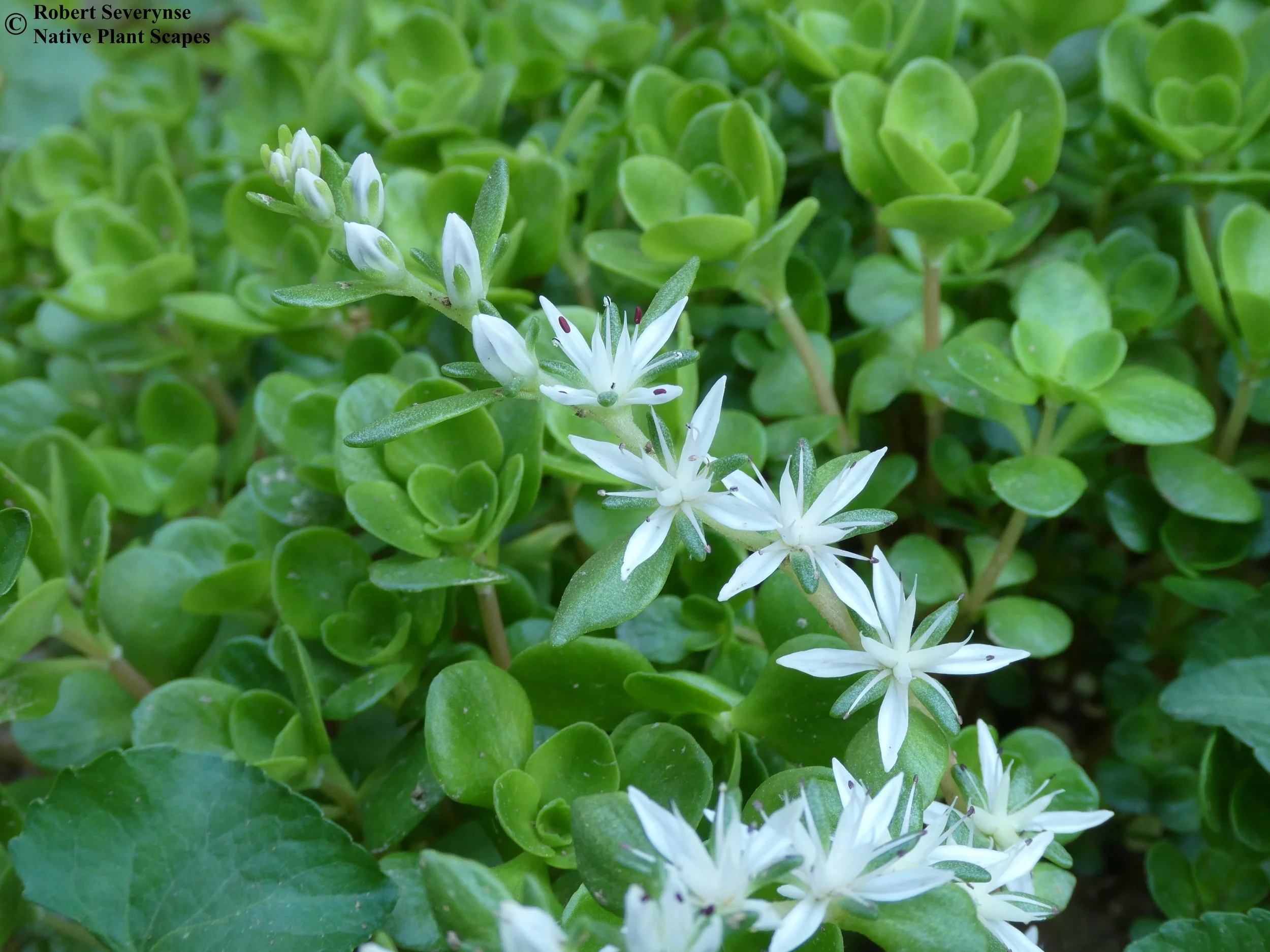 Woodland Stonecrop — Native Plant Scapes