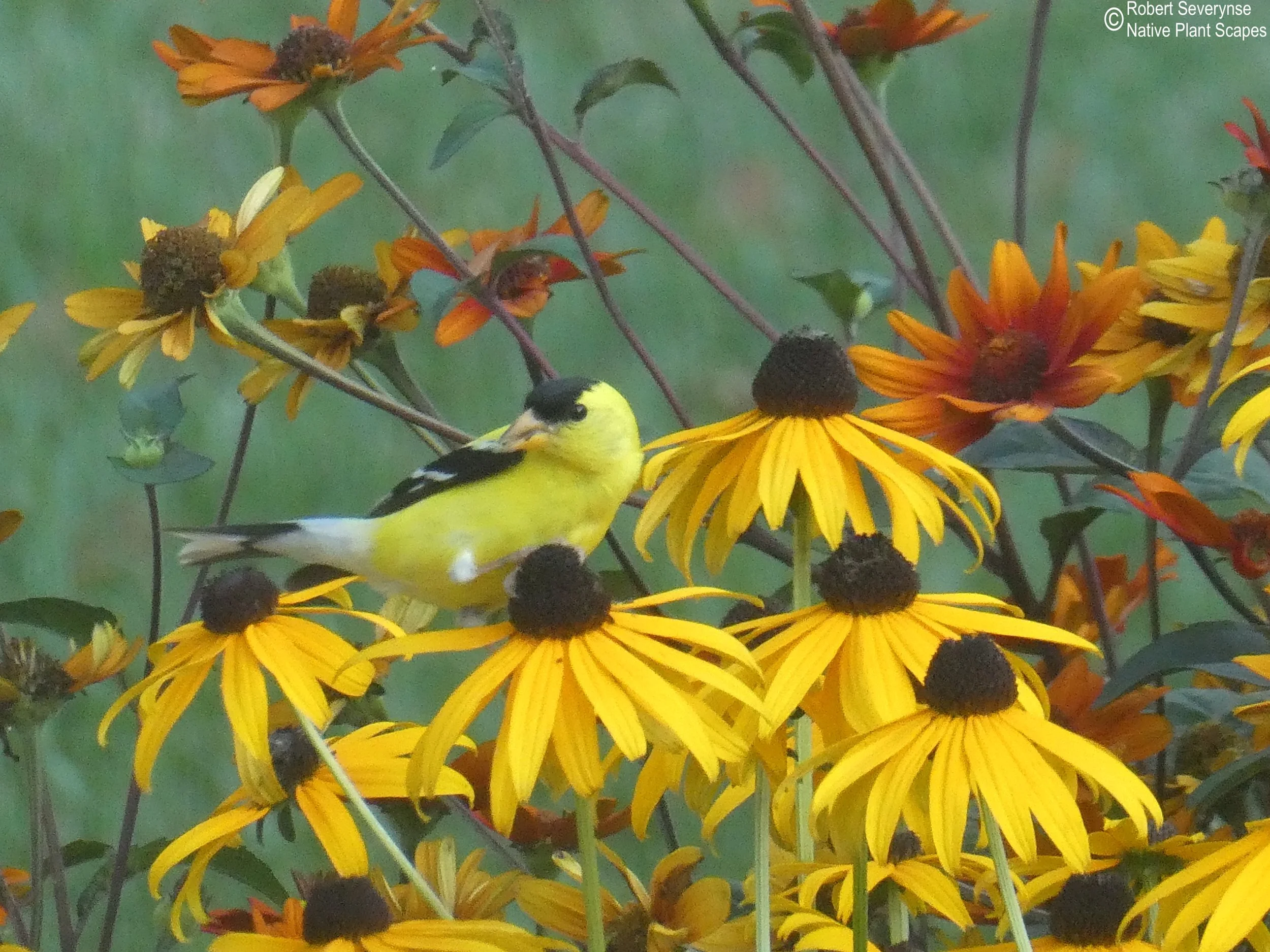Orange Coneflower — Native Plant Scapes