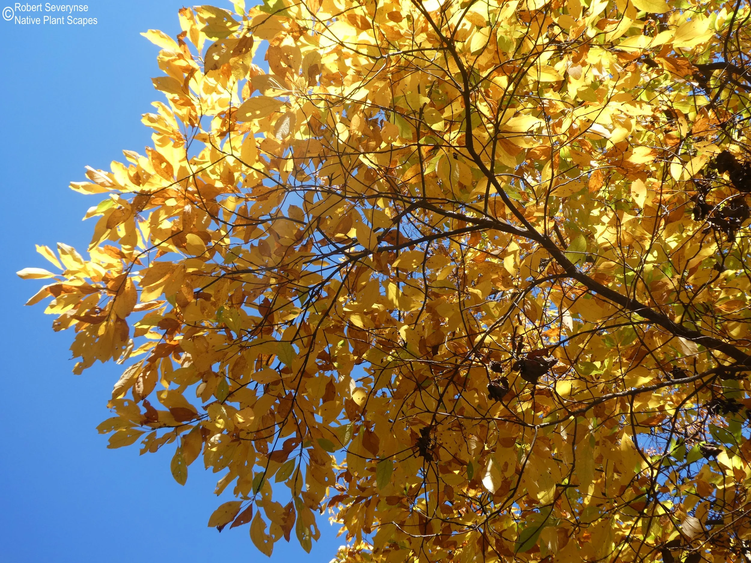 Sassafras — Native Plant Scapes