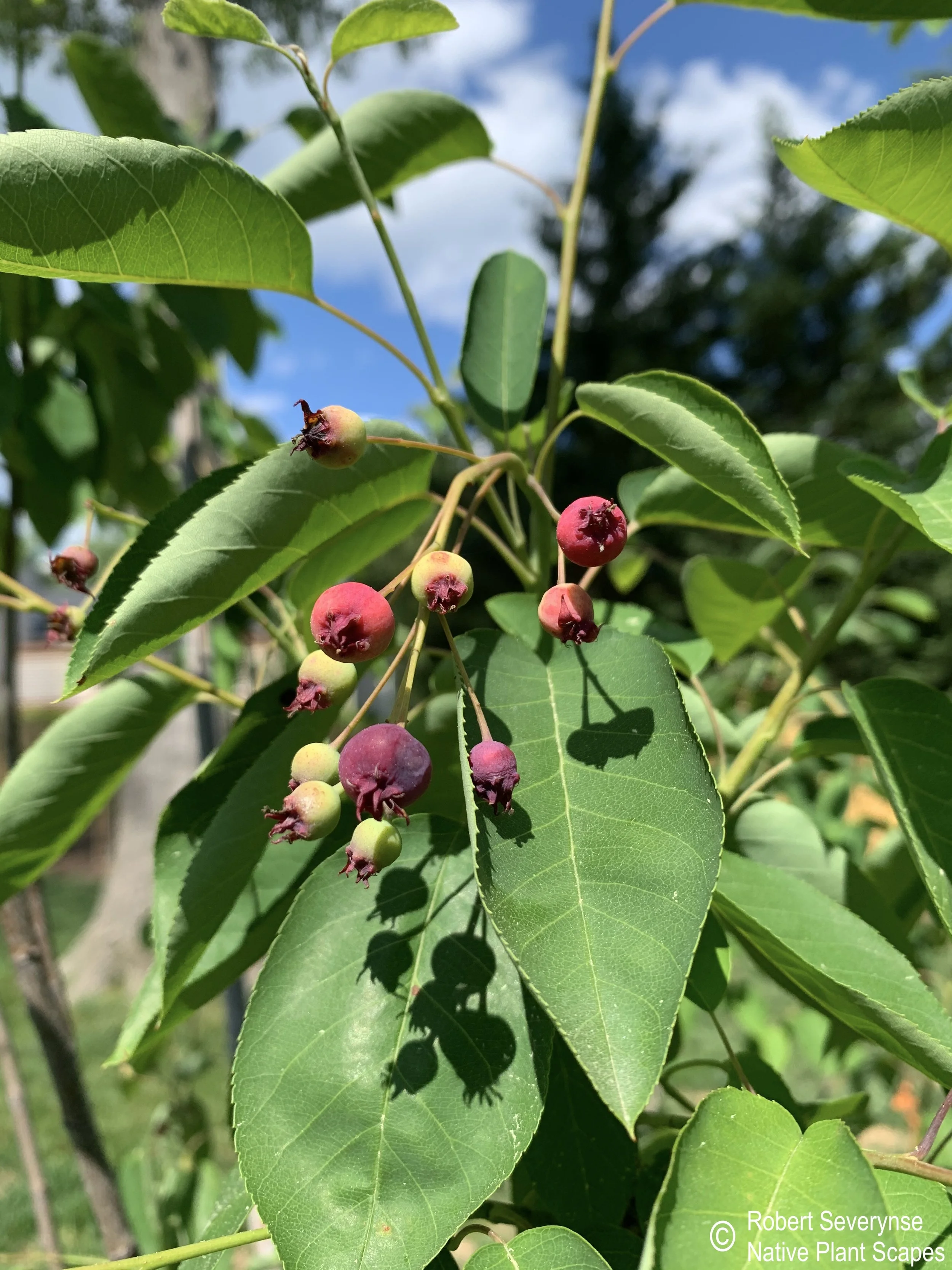 Common Serviceberry — Native Plant Scapes