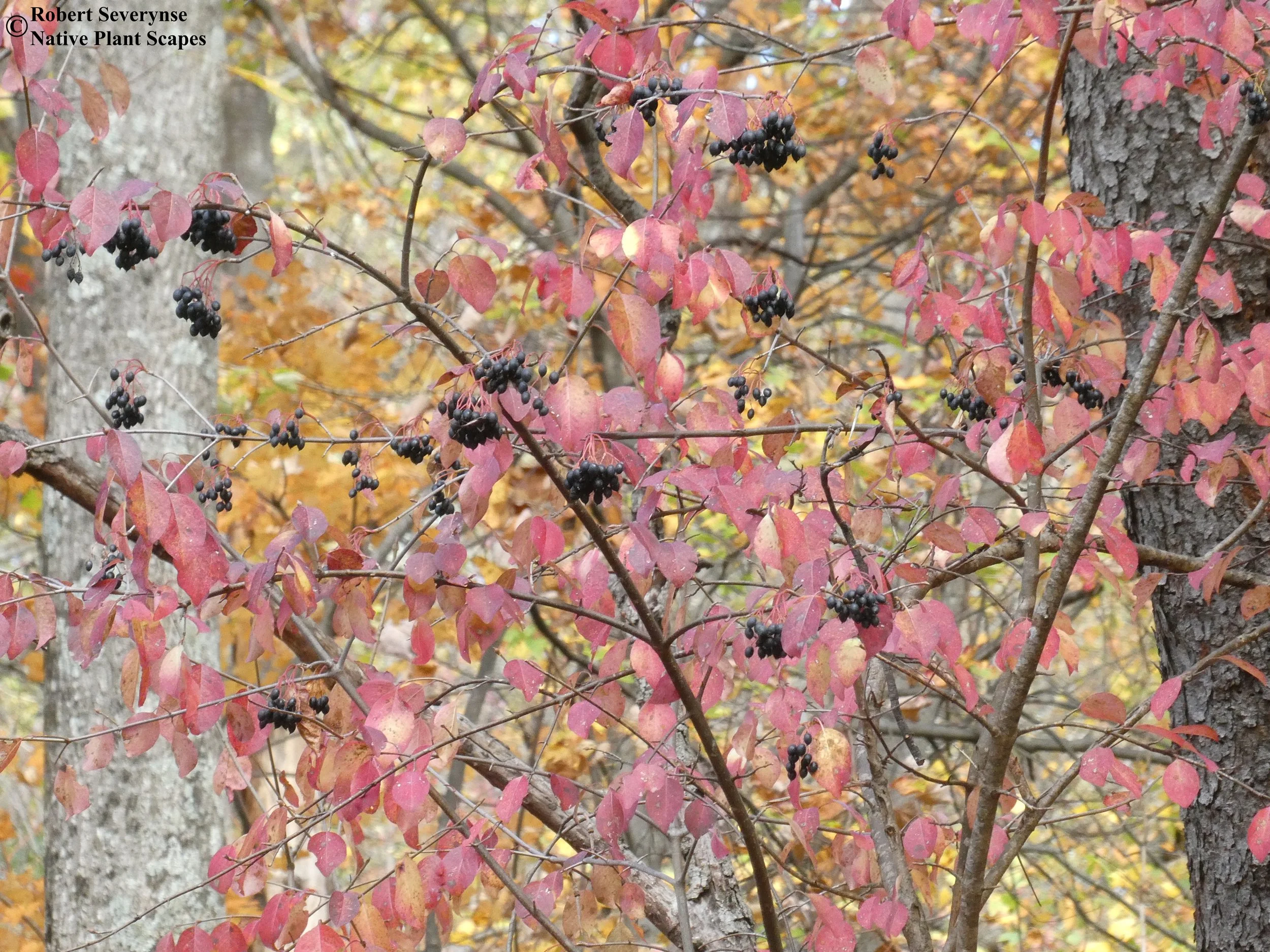Blackhaw - Viburnum prunifolium — Native Plant Scapes