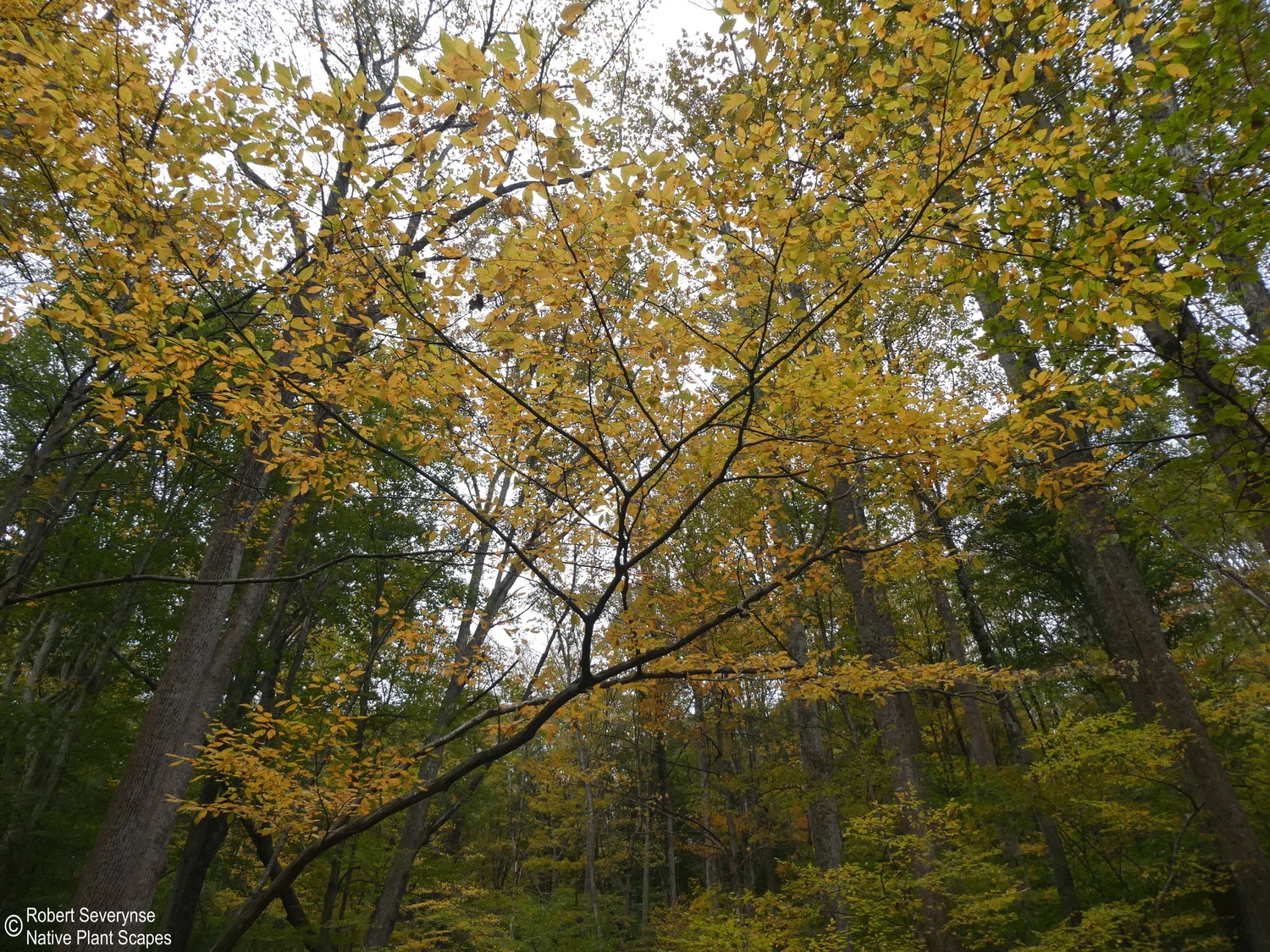 American Hornbeam - Carpinus caroliniana — Native Plant Scapes