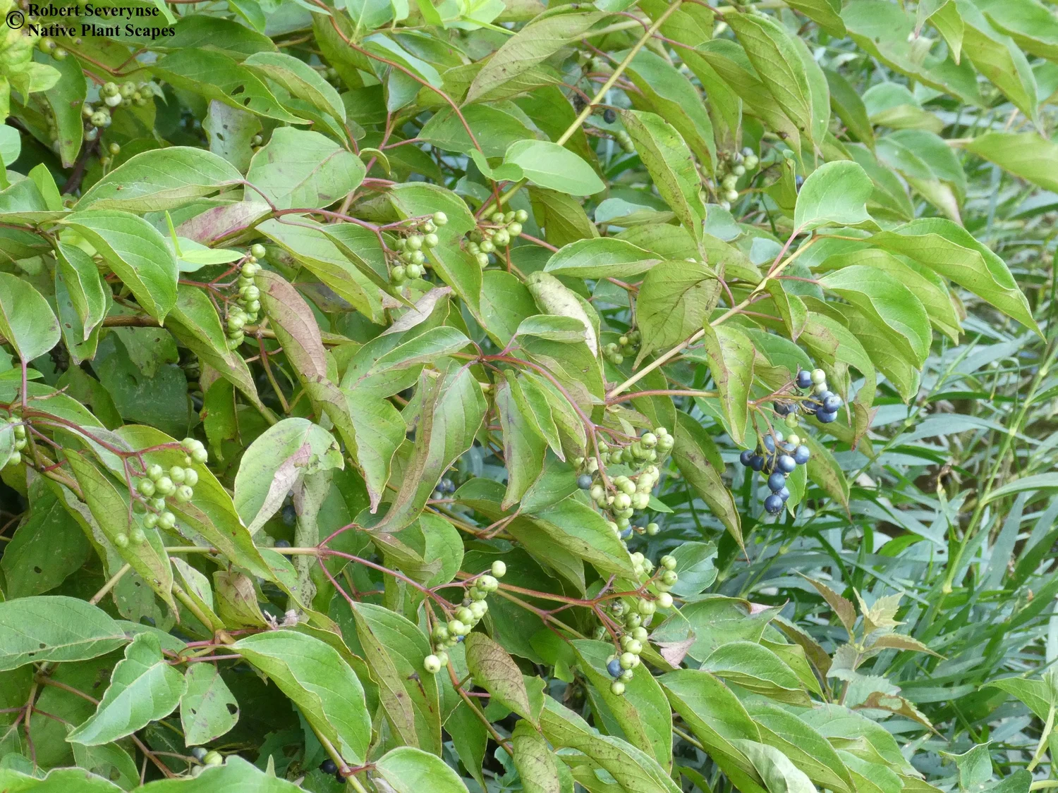 Silky Dogwood - Cornus amomum — Native Plant Scapes
