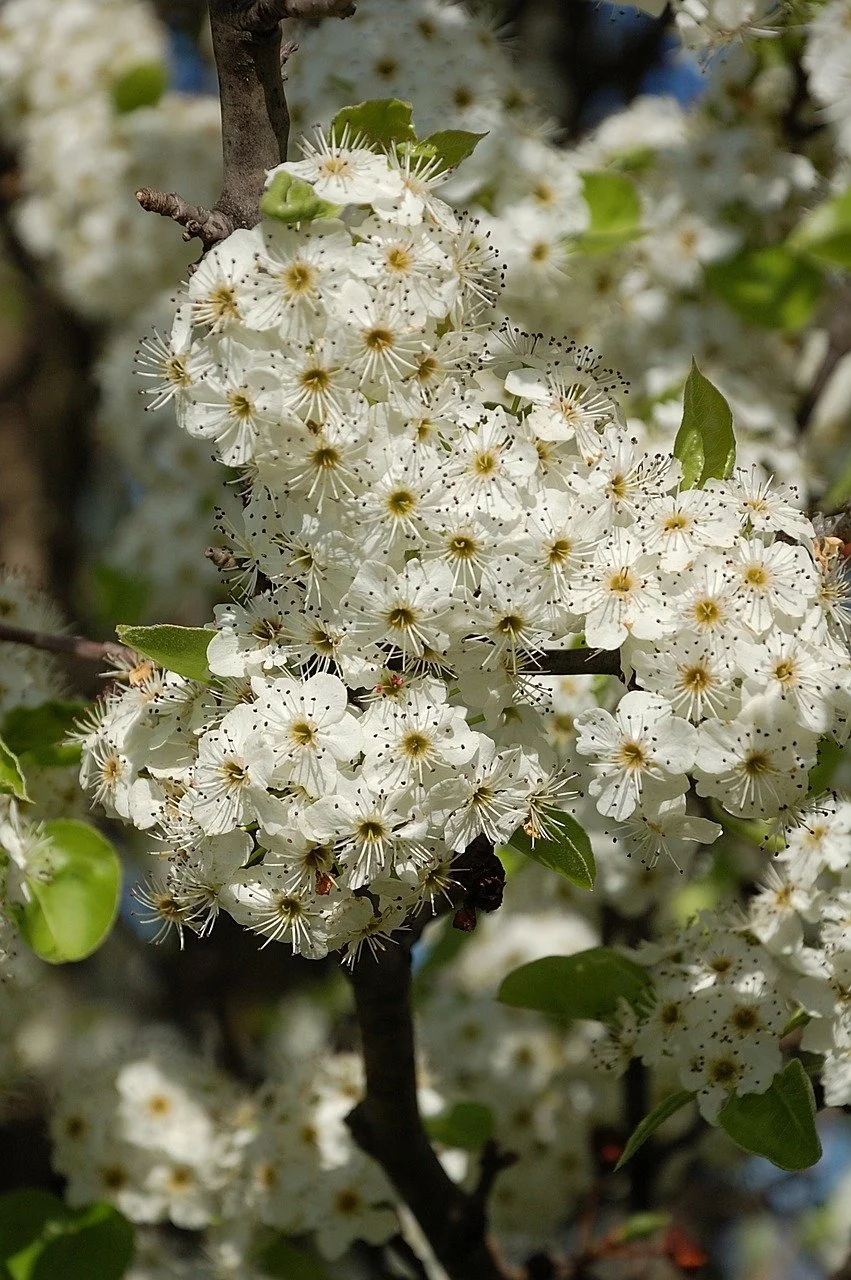 White Flowering Trees