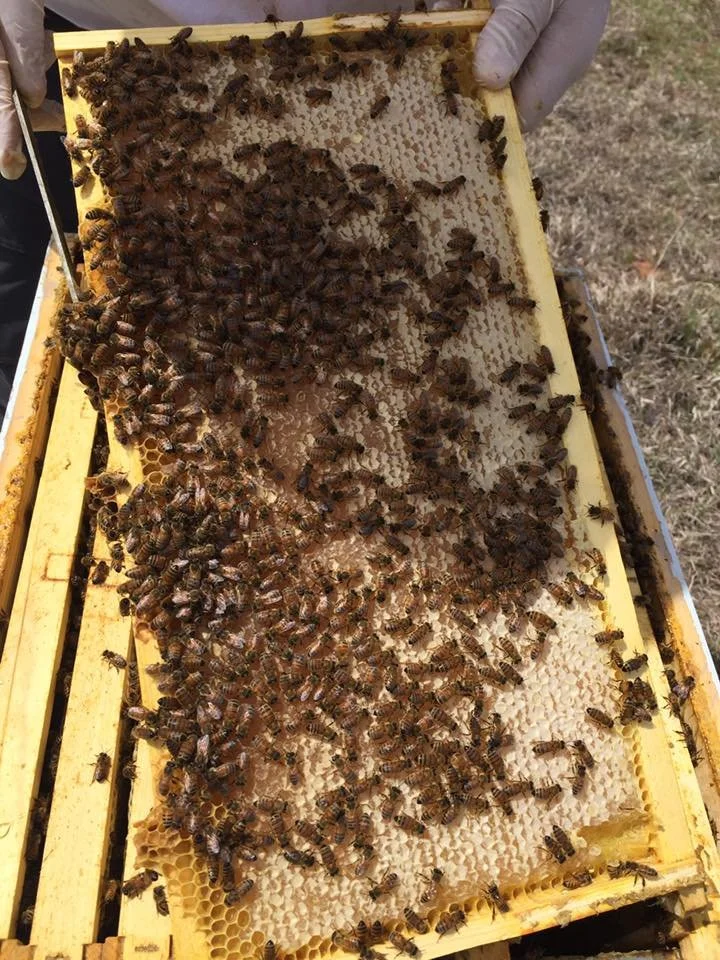 About — Spring Creek Bee Farm