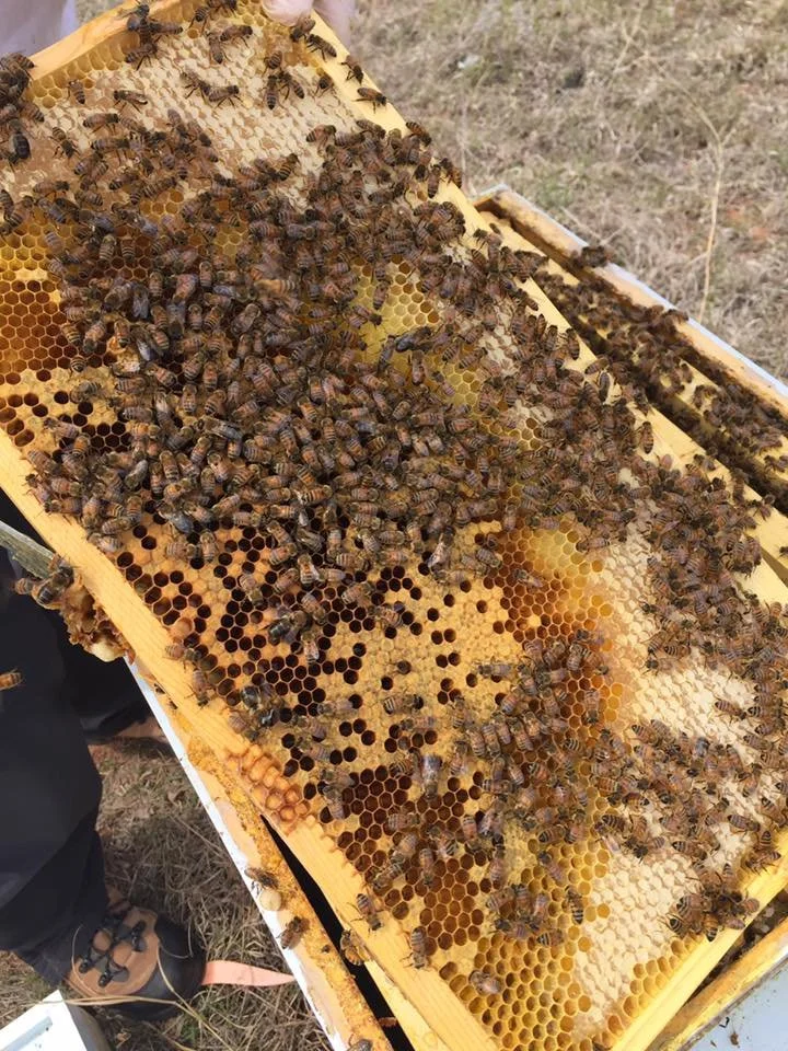 About — Spring Creek Bee Farm