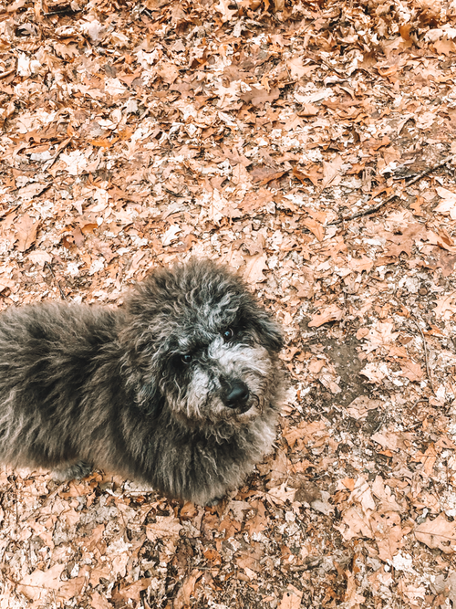 5 Training Tips For A Well Behaved Dog — W. Briggs Academy