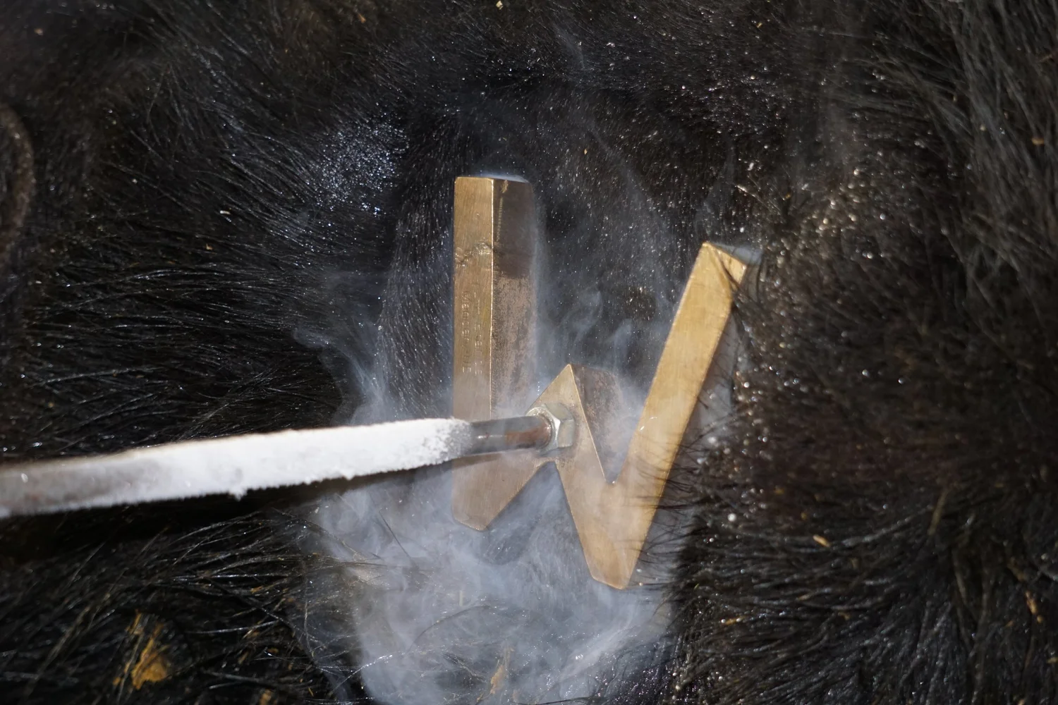 About Us — Wilde Angus Ranch