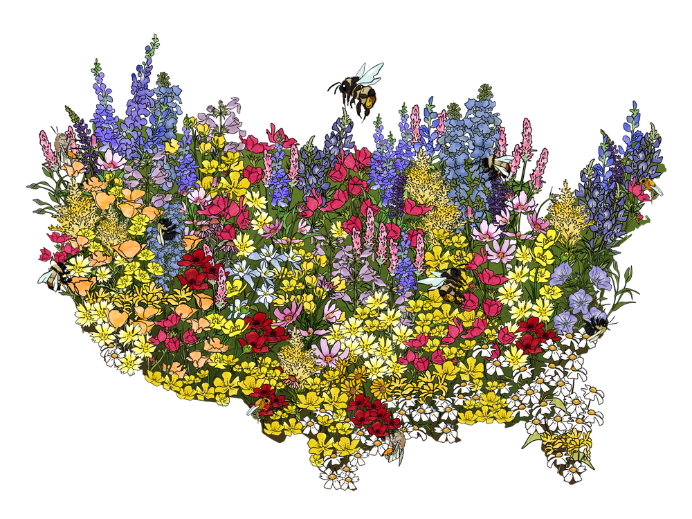 National Native Bee Monitoring Network