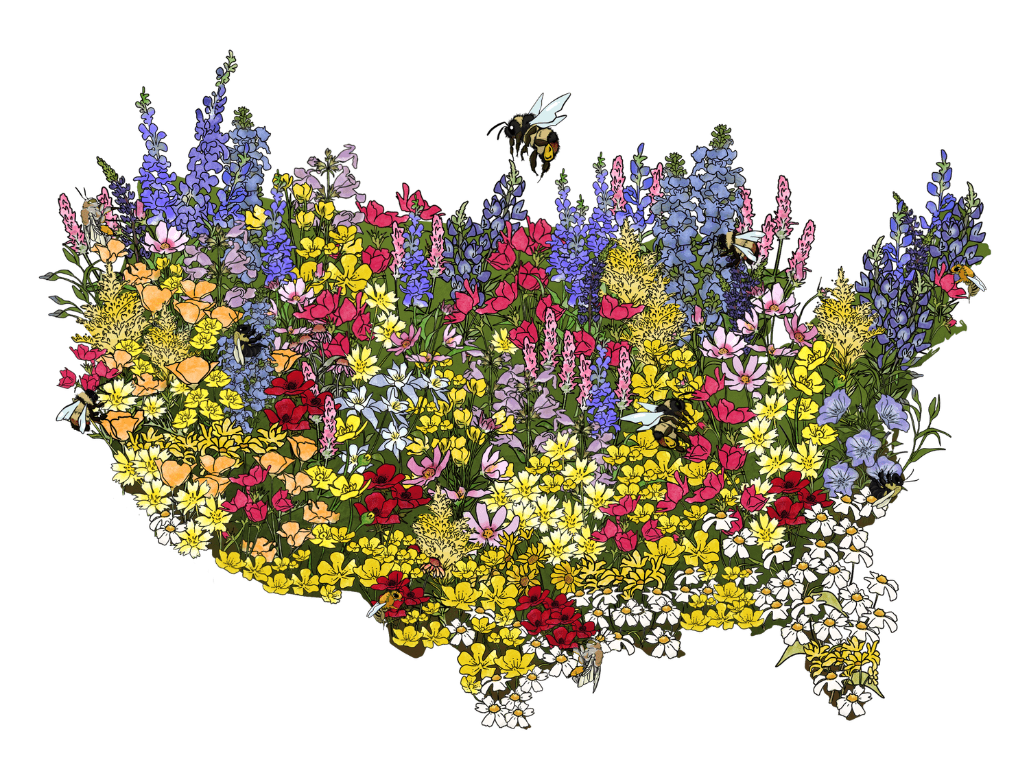 National Native Bee Monitoring Network