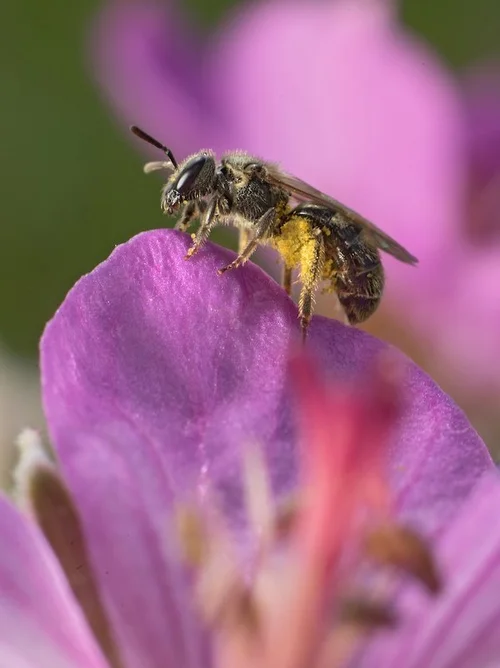 National Native Bee Monitoring Network