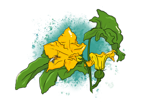 National Native Bee Monitoring Network