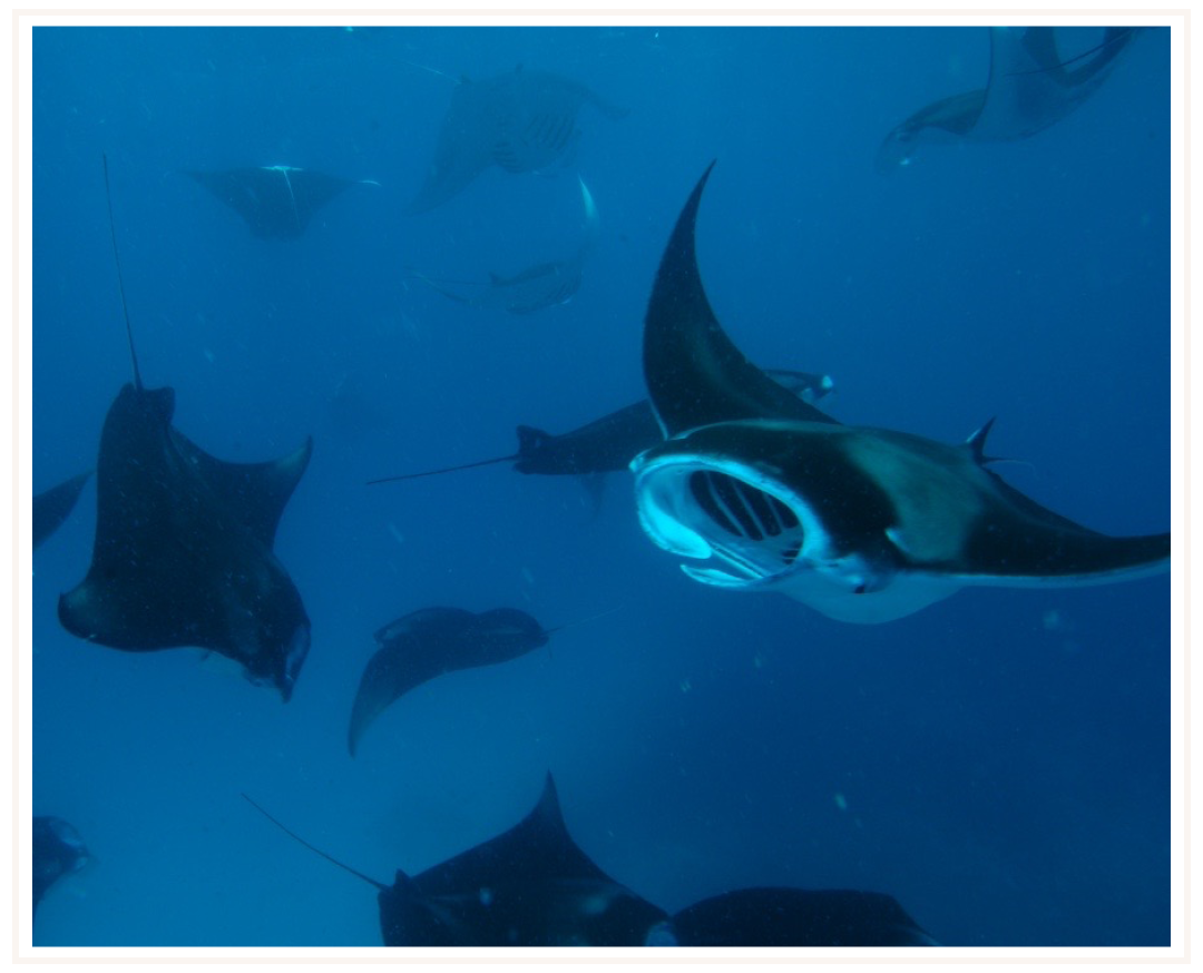 International Dive Trips — JD Duff | Diving Specialist