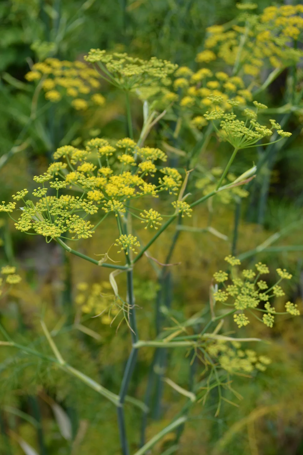 Barbary Wood Jewellery Design