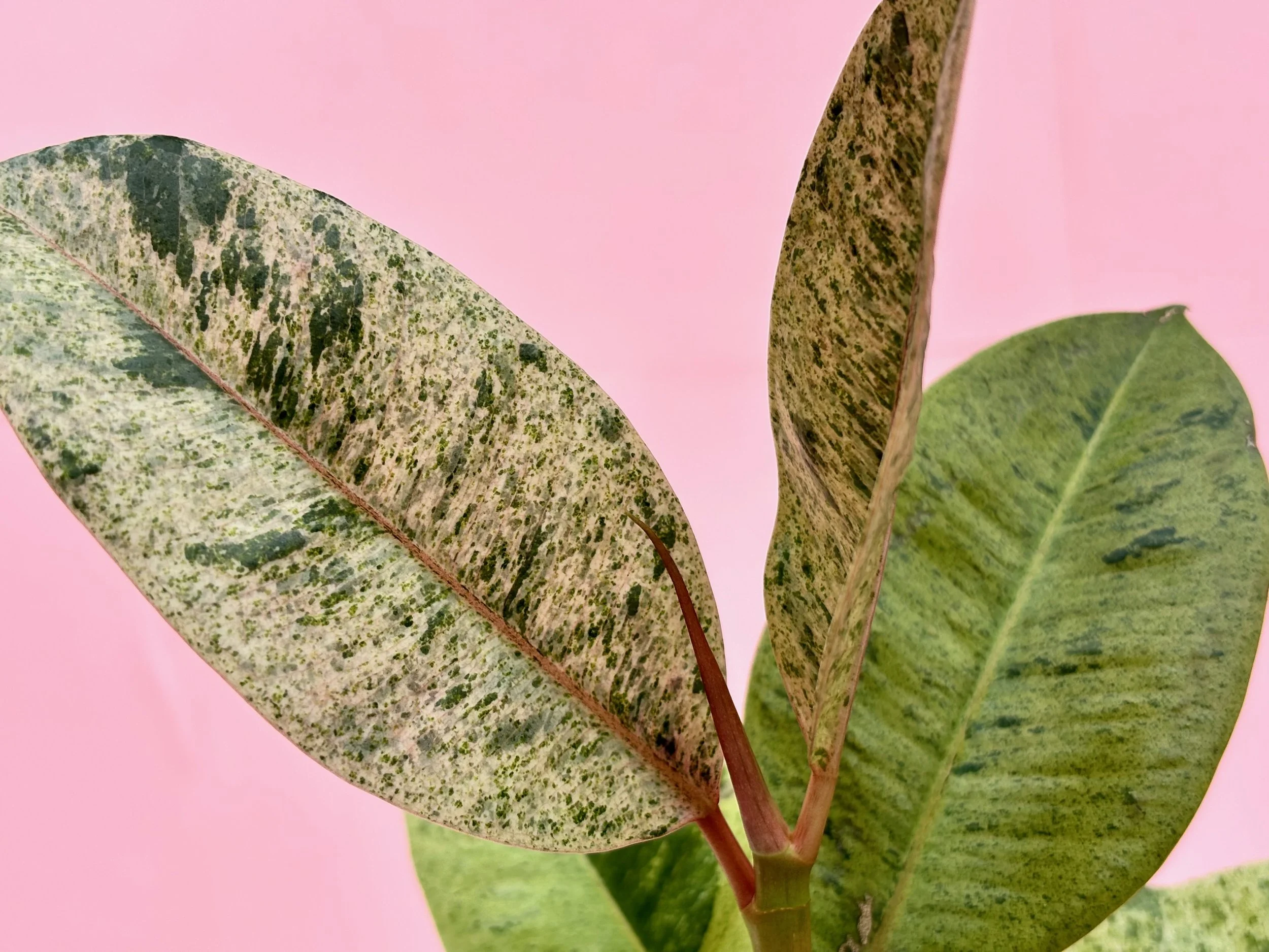 Ginger Root Plant Co.