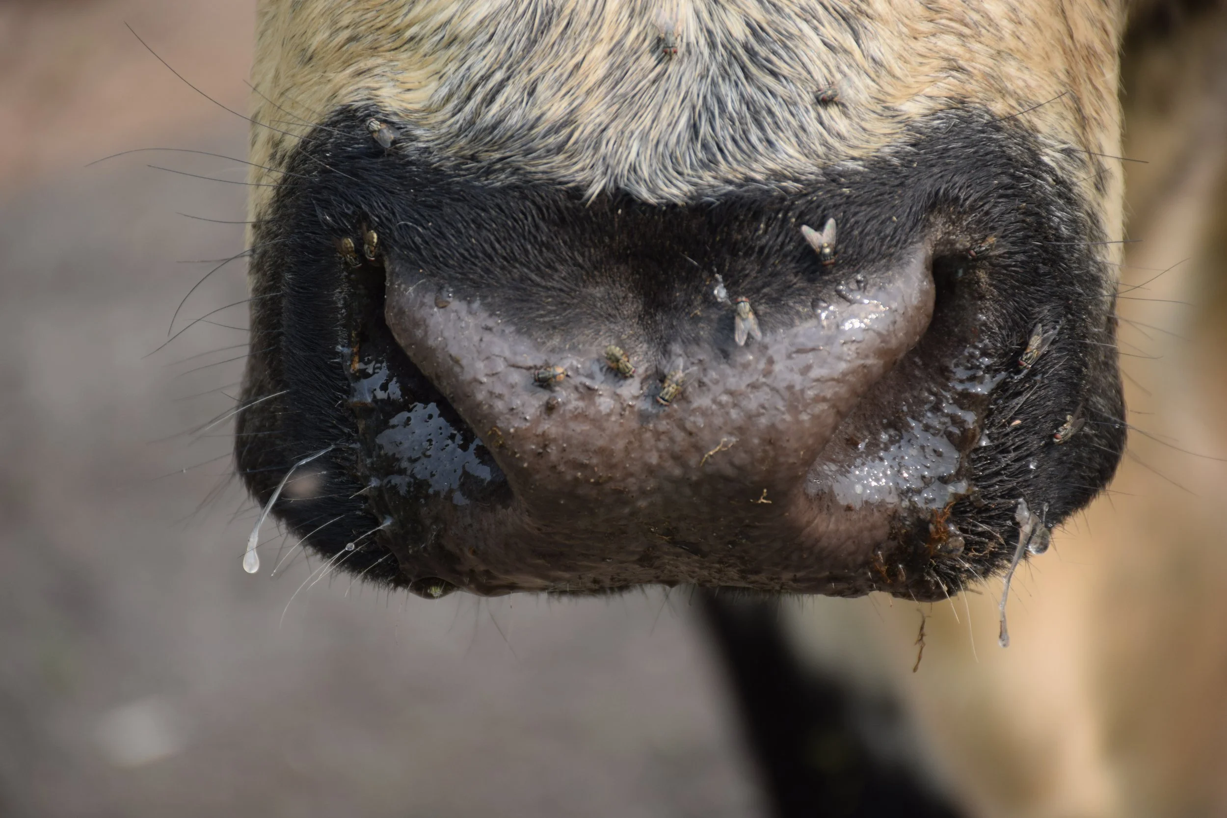 Herd Sires — Wolf Lake Speckle Park