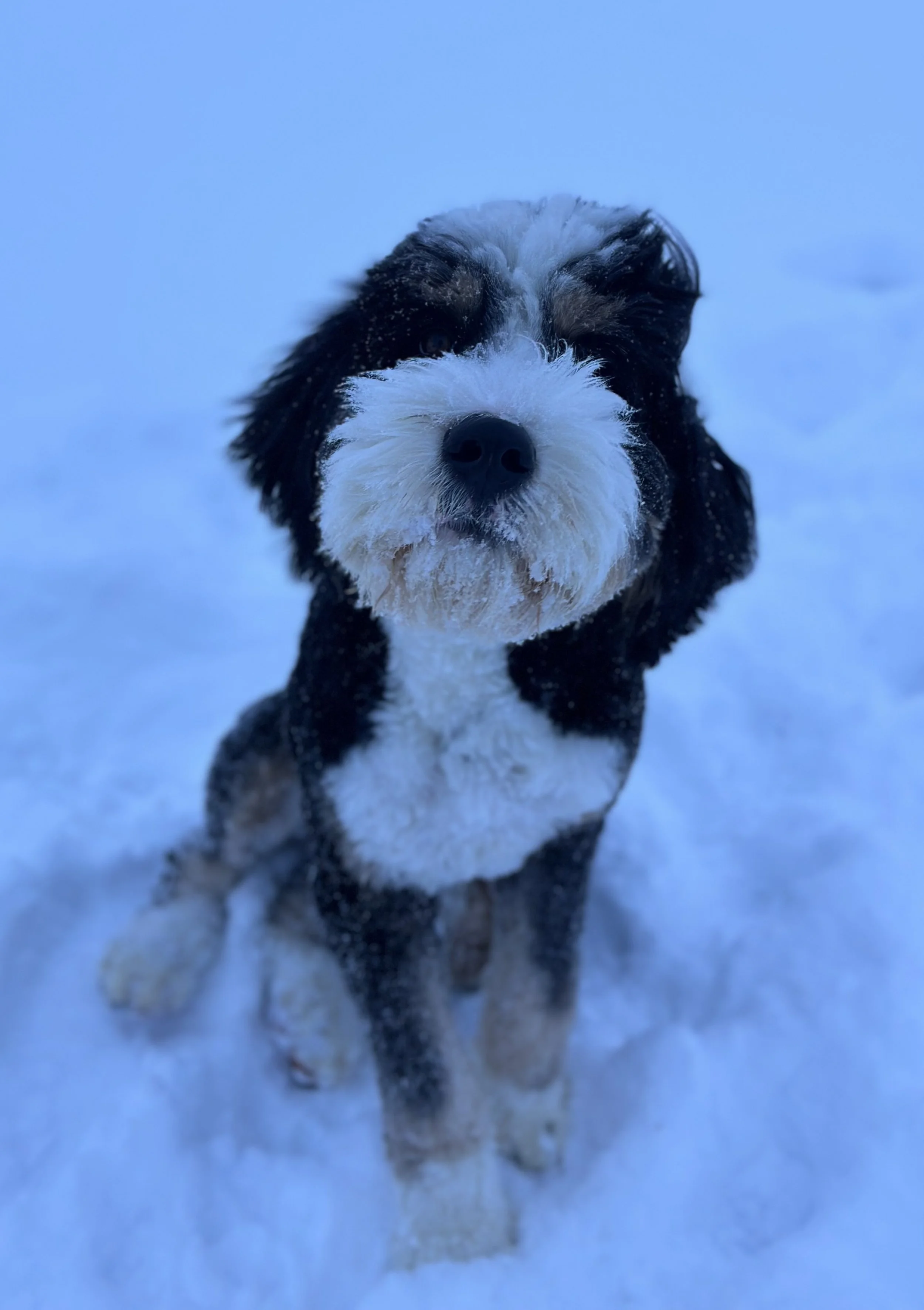 Cimarron Dog Training