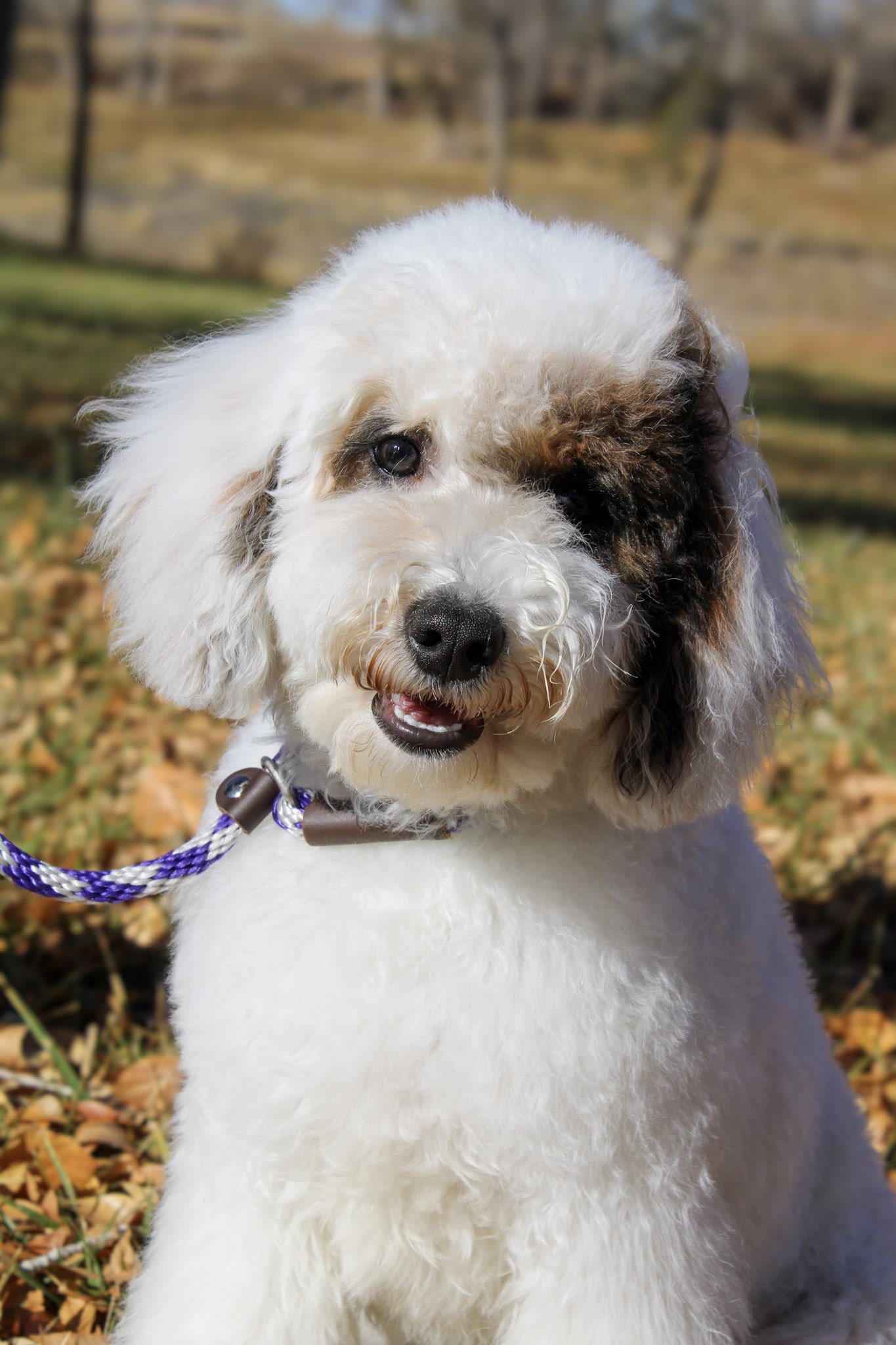 Cimarron Dog Training