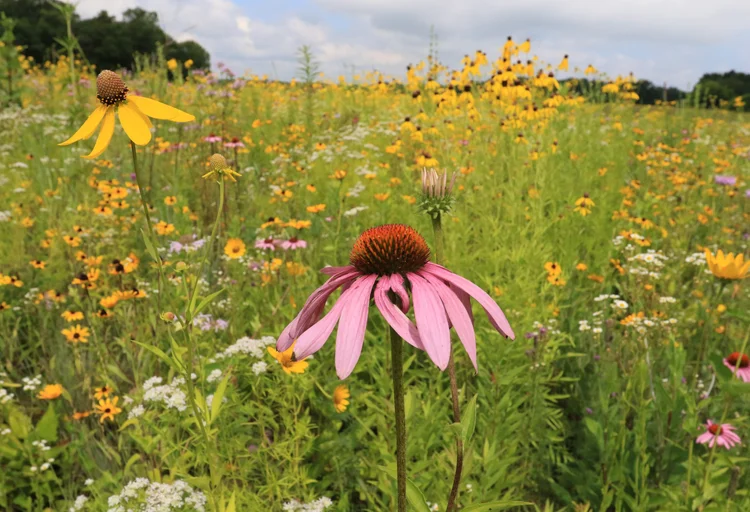 How to Convert (Part of) Your Lawn to Native Prairie — Christy Webber ...