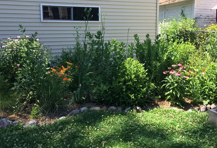 How to Convert (Part of) Your Lawn to Native Prairie — Christy Webber ...