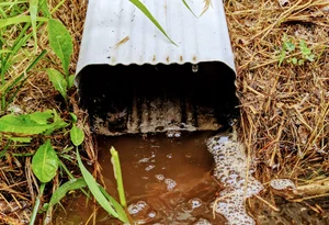 How to Convert (Part of) Your Lawn to Native Prairie — Christy Webber ...
