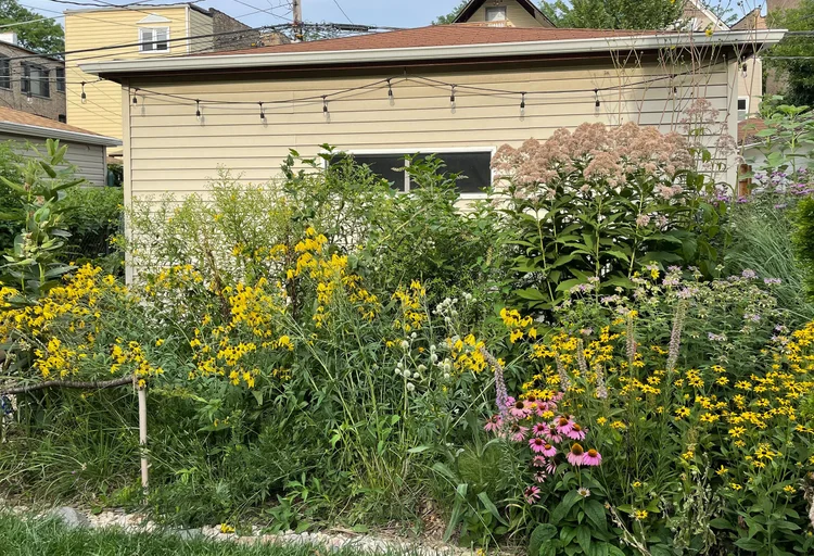 How to Convert (Part of) Your Lawn to Native Prairie — Christy Webber ...