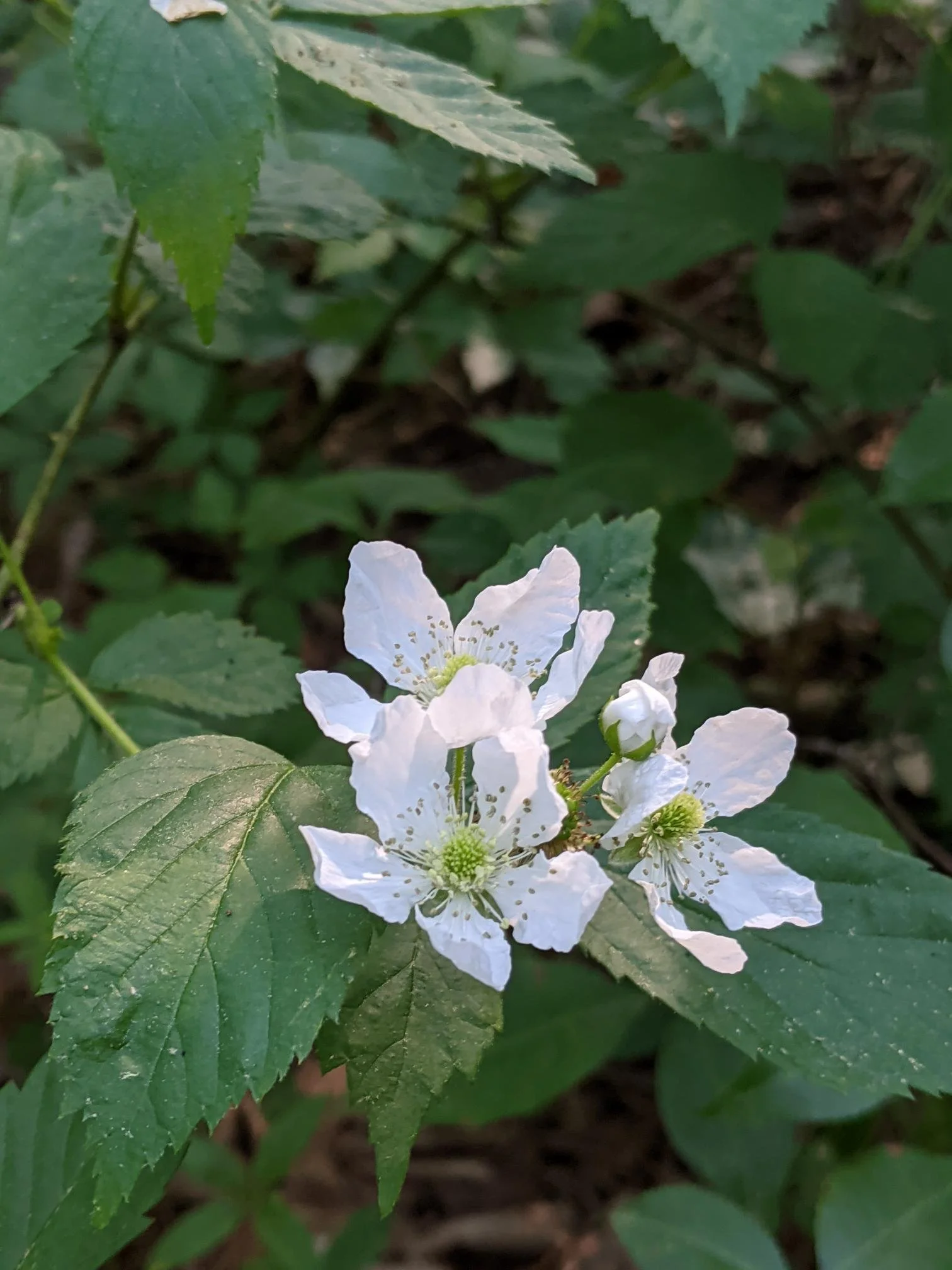 April Is Officially National Native Plant Month — Christy Webber Farm ...
