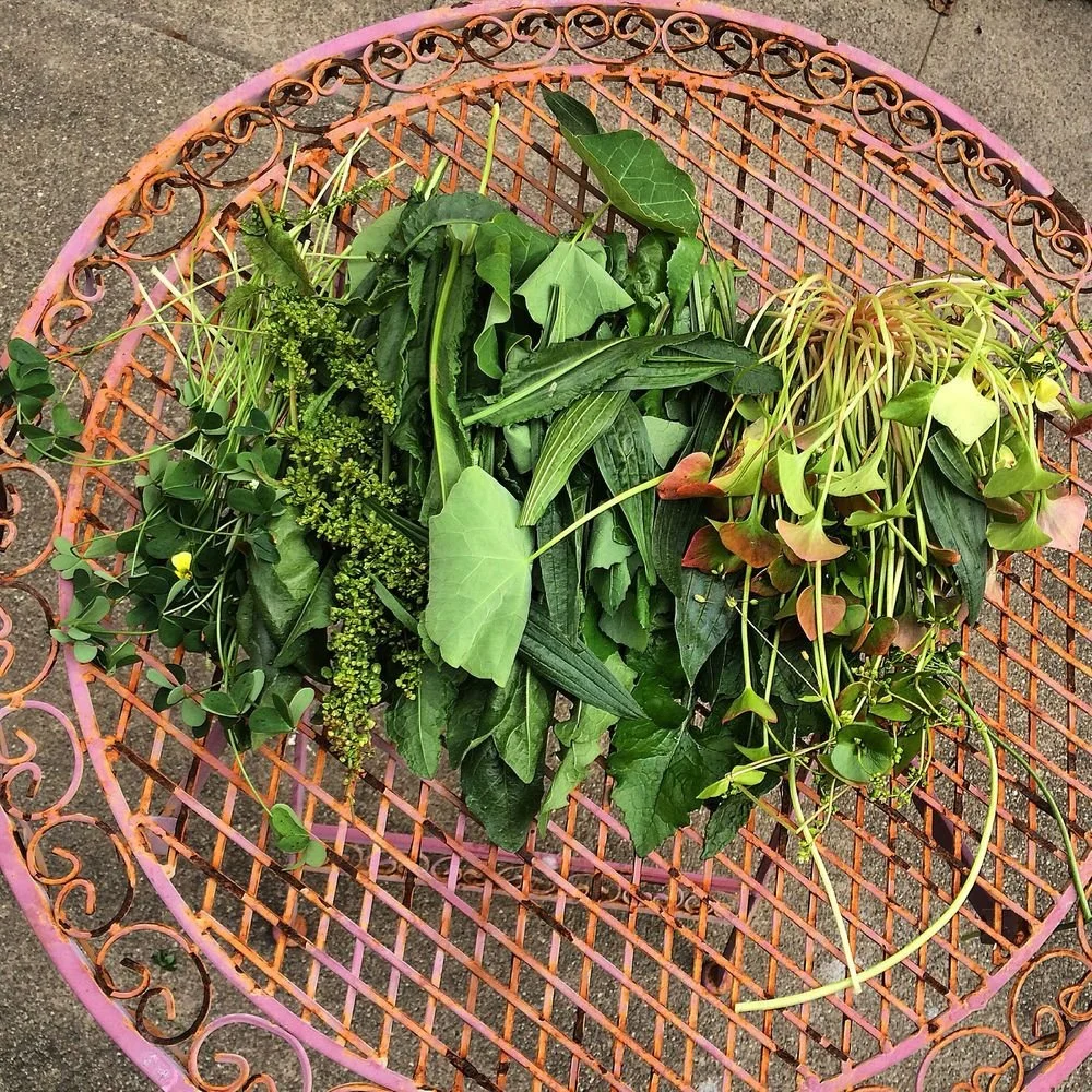 Dock: Come for the leaves, stay for the seeds — Rooted Food