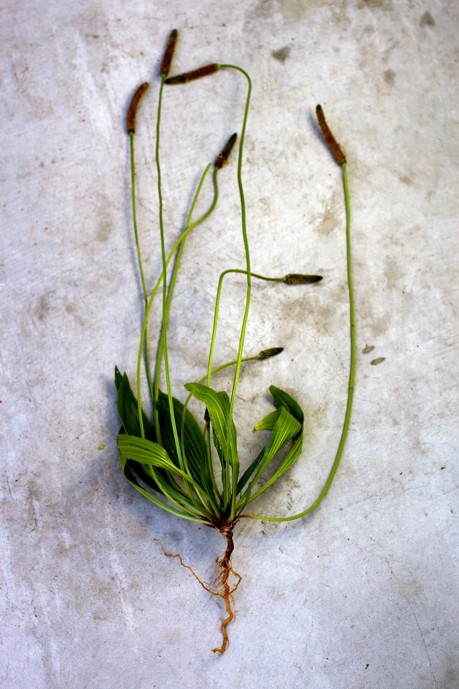 Plantago, Butter, & Thyme Morsels — Rooted Food