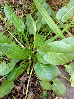 Dock: Come for the leaves, stay for the seeds — Rooted Food