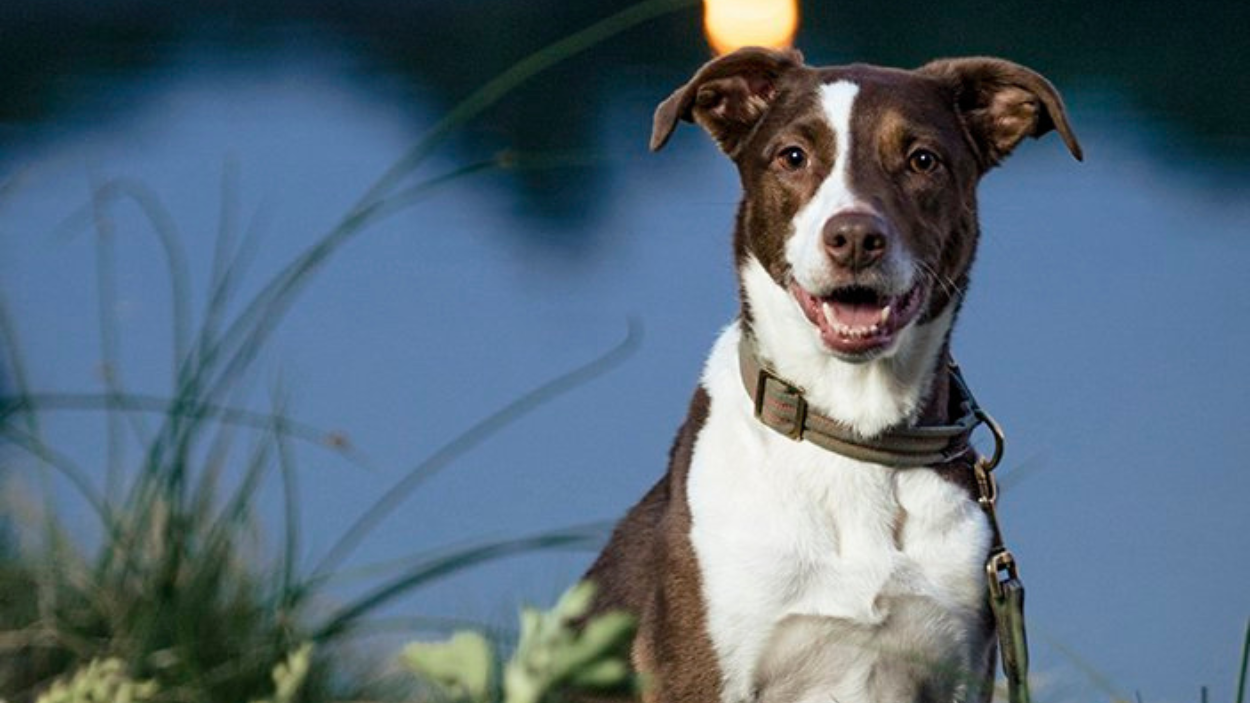 Pet Photography Denver: Top 4 Places in Denver, Colorado — Crimson Cat ...